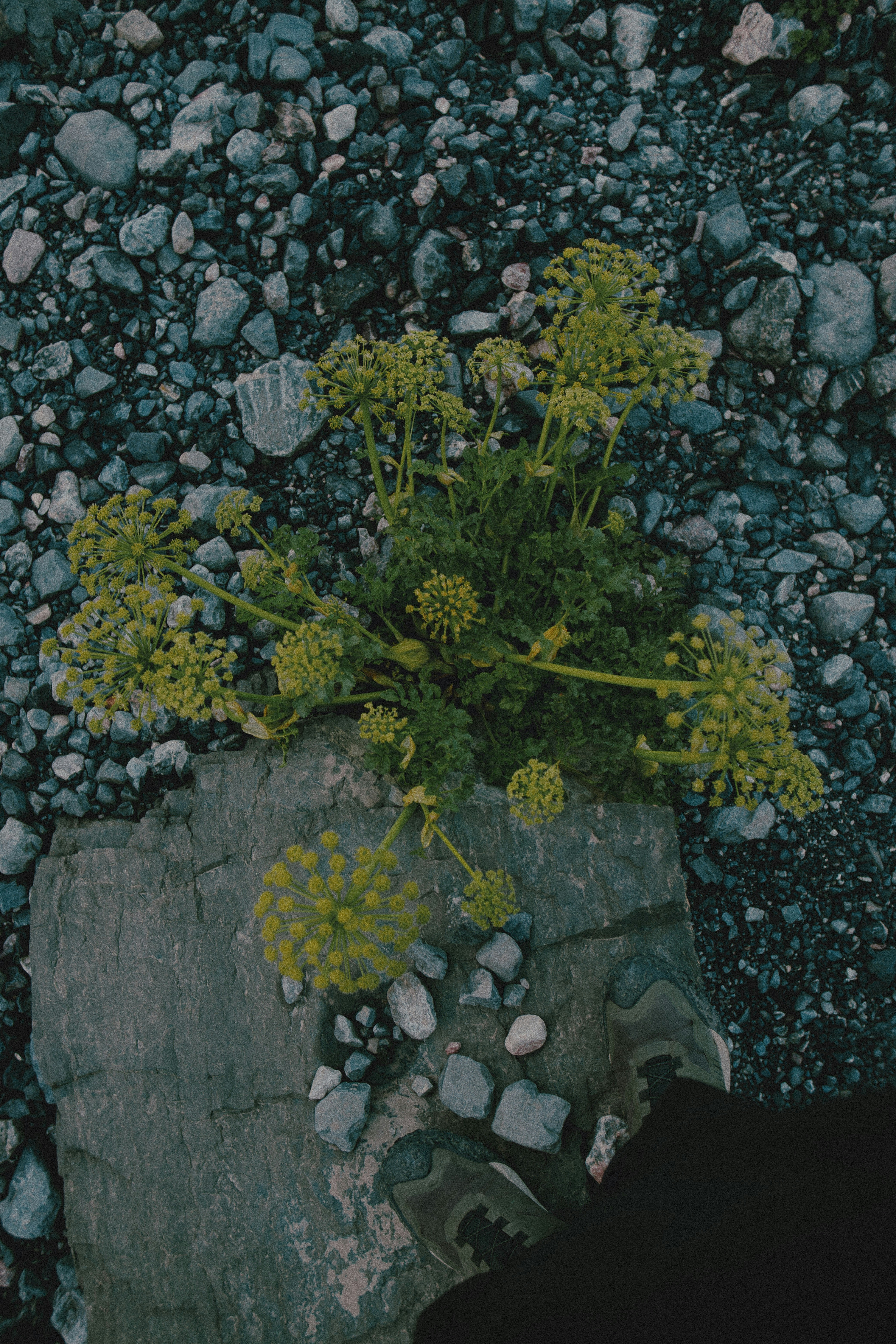Green-yellow wildflower crown amid gravel and rock, seen from a booted perspective
