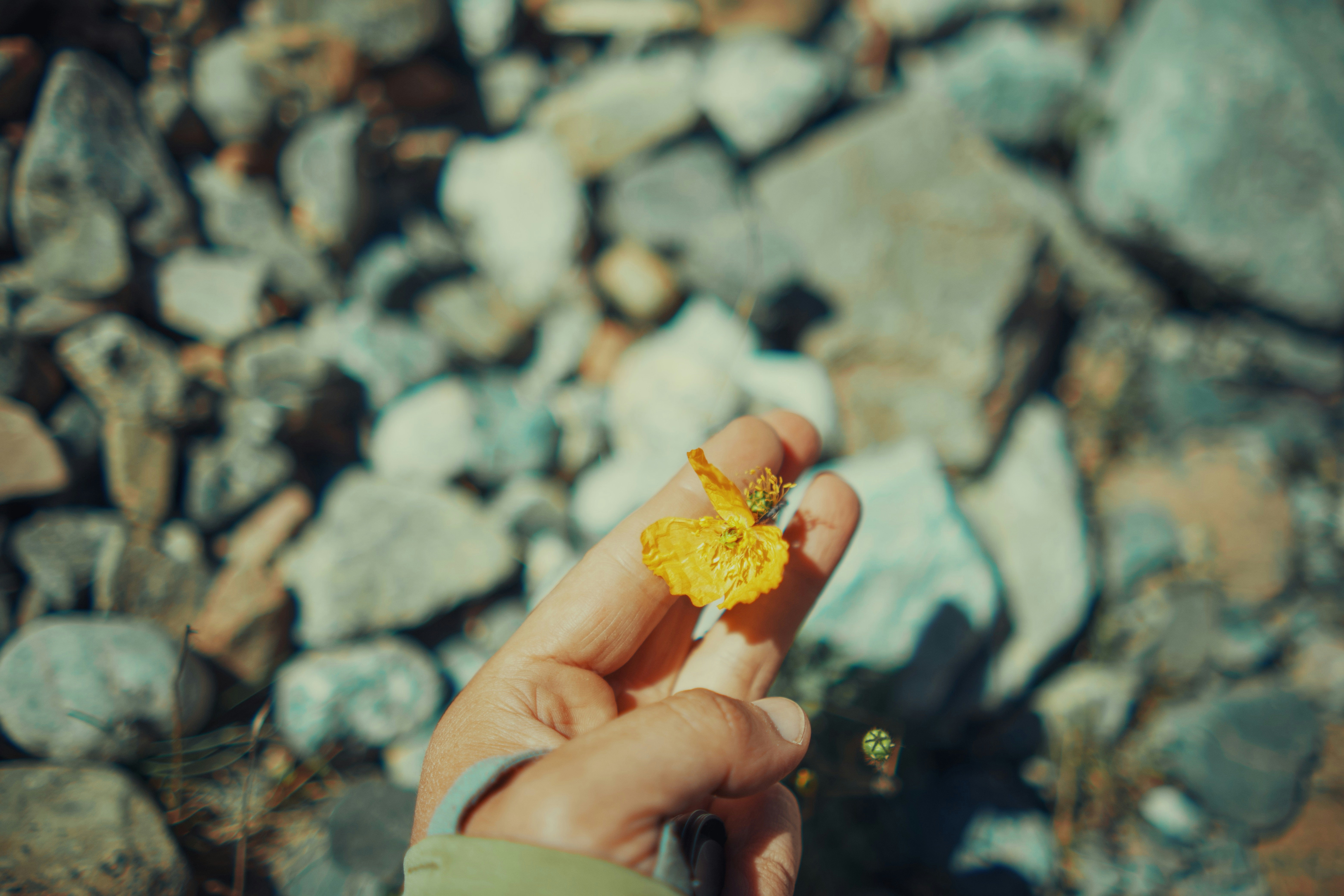 Handful of Autumn: A Tiny Yellow Flower Between Pebbles