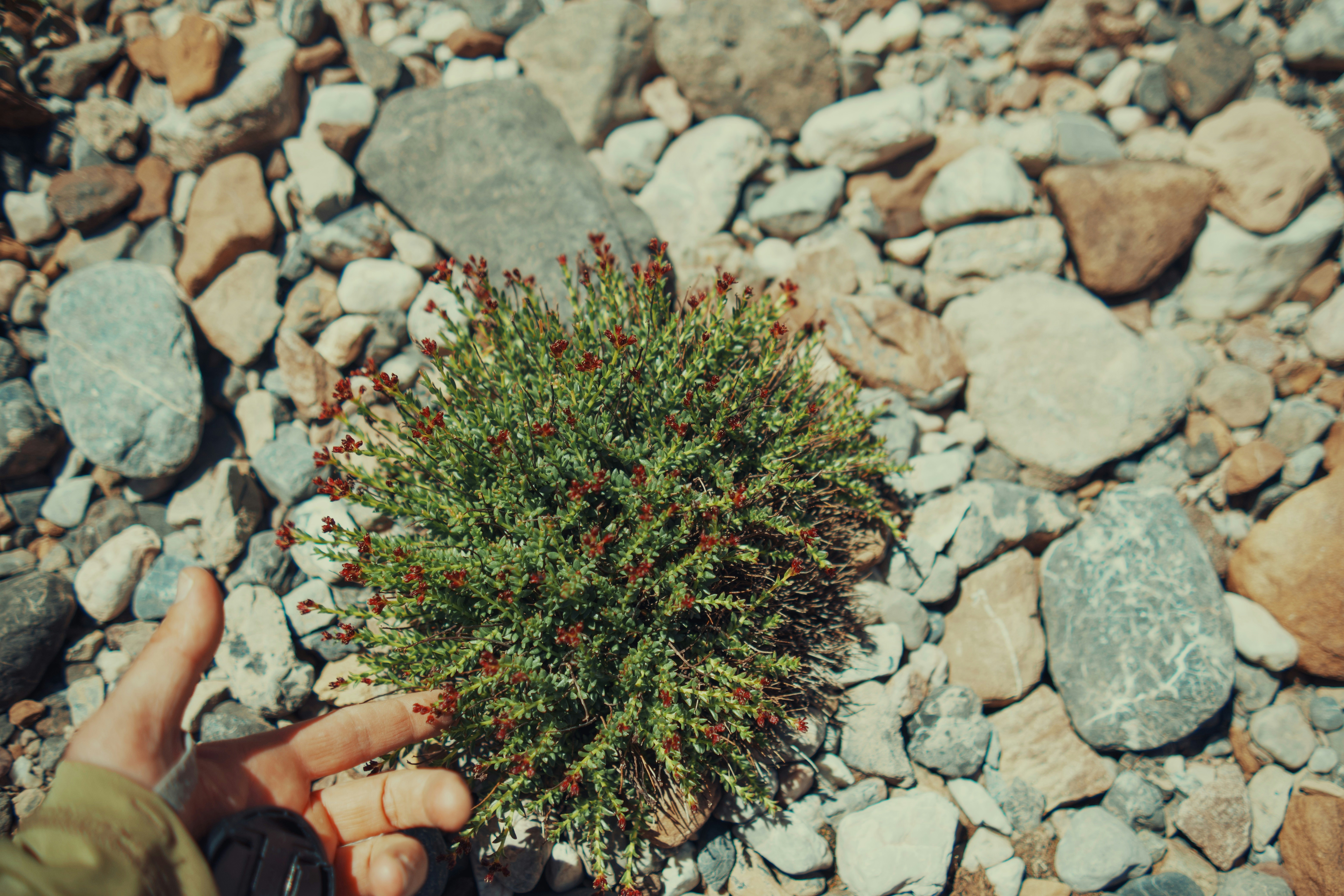 Desert bouquet: a hardy plant held above rocky terrain