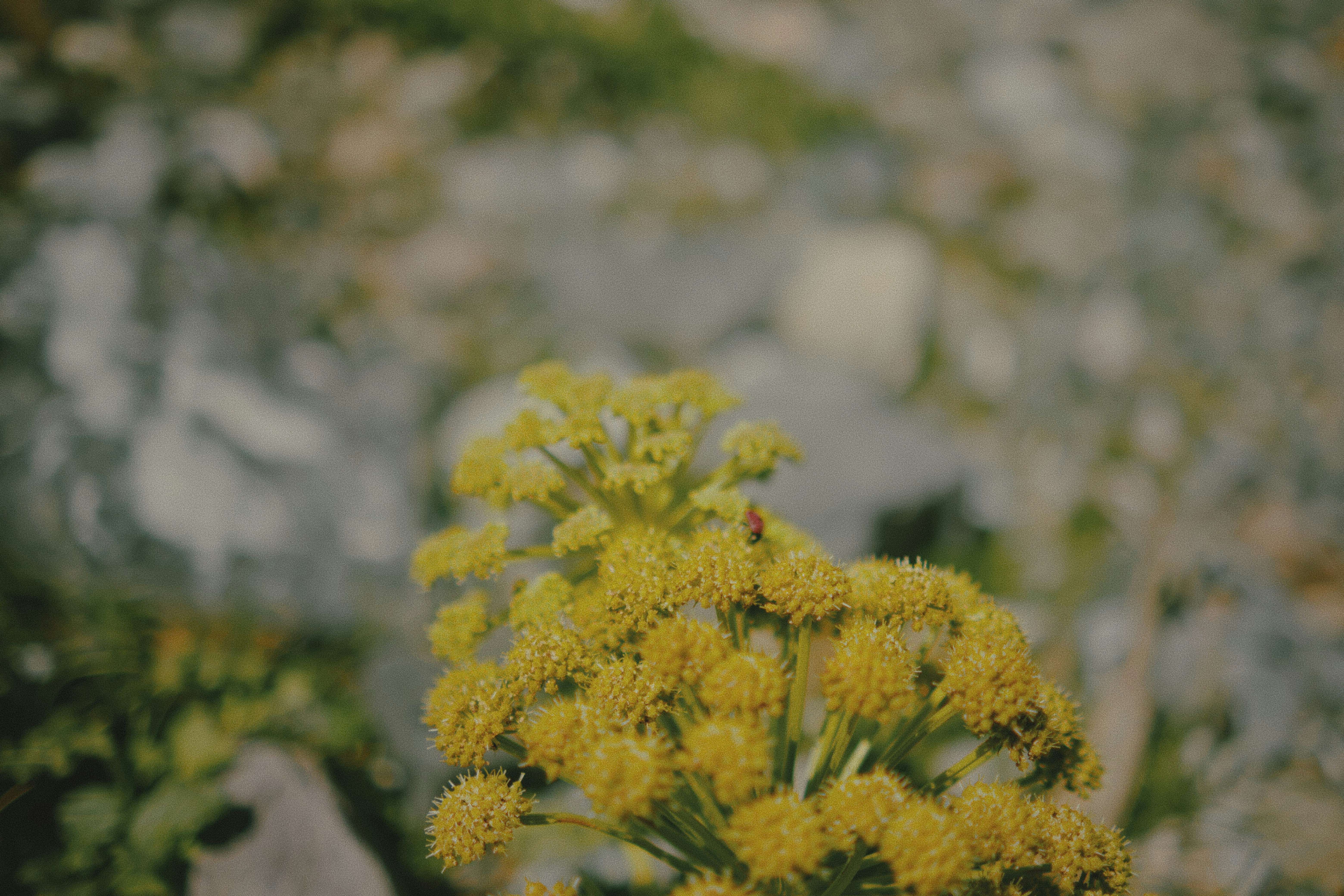 Sunny Umbelliferae in a Soft-Focus Meadow
