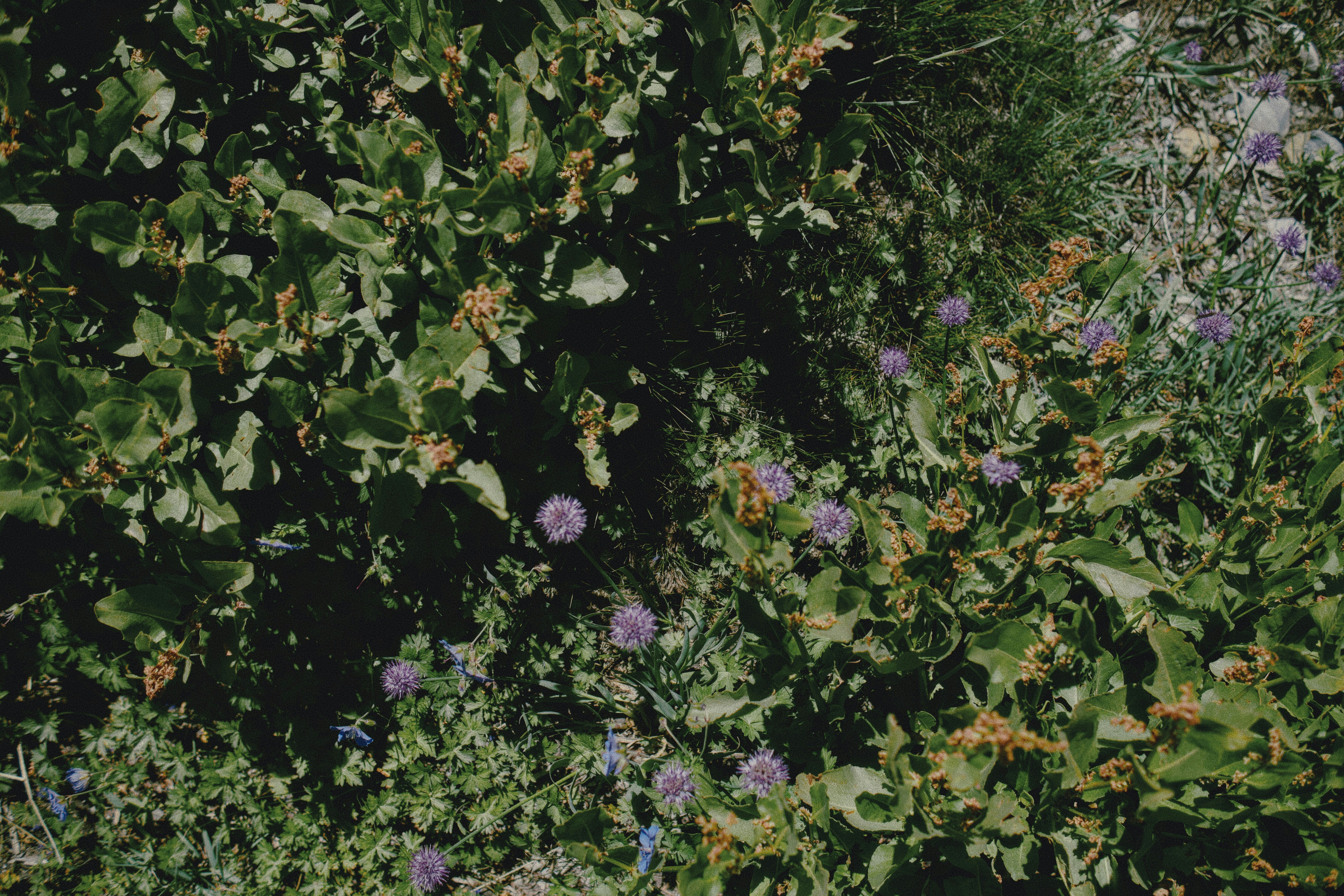 Wildflower Mosaic Under Dappled Light