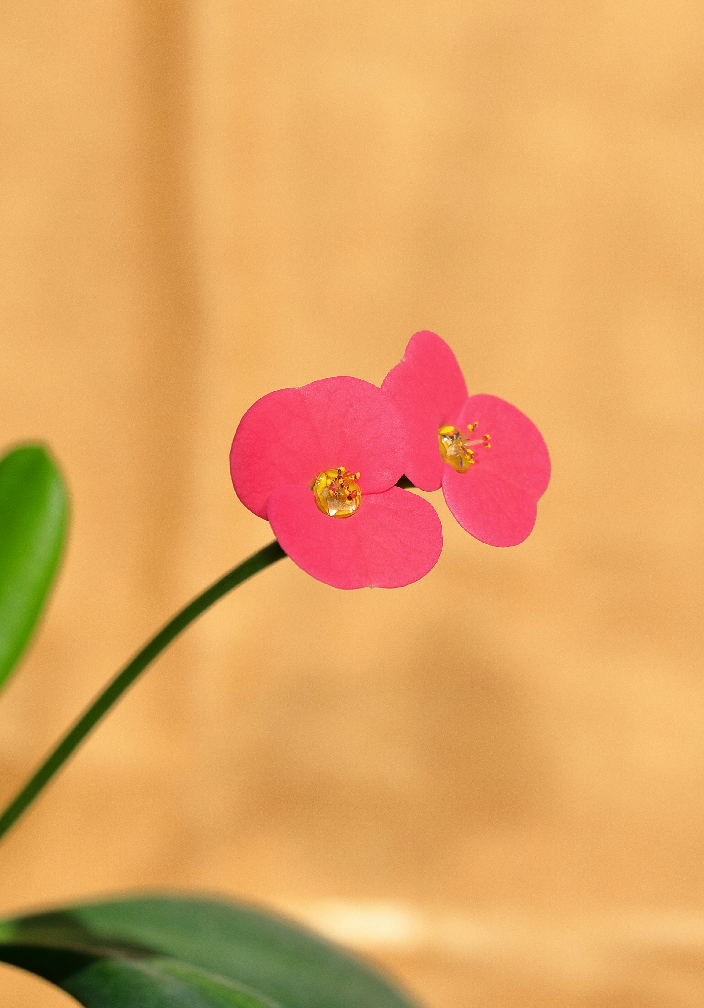 Pink Orchid Spotlight: A Single Stem in Soft Backlight