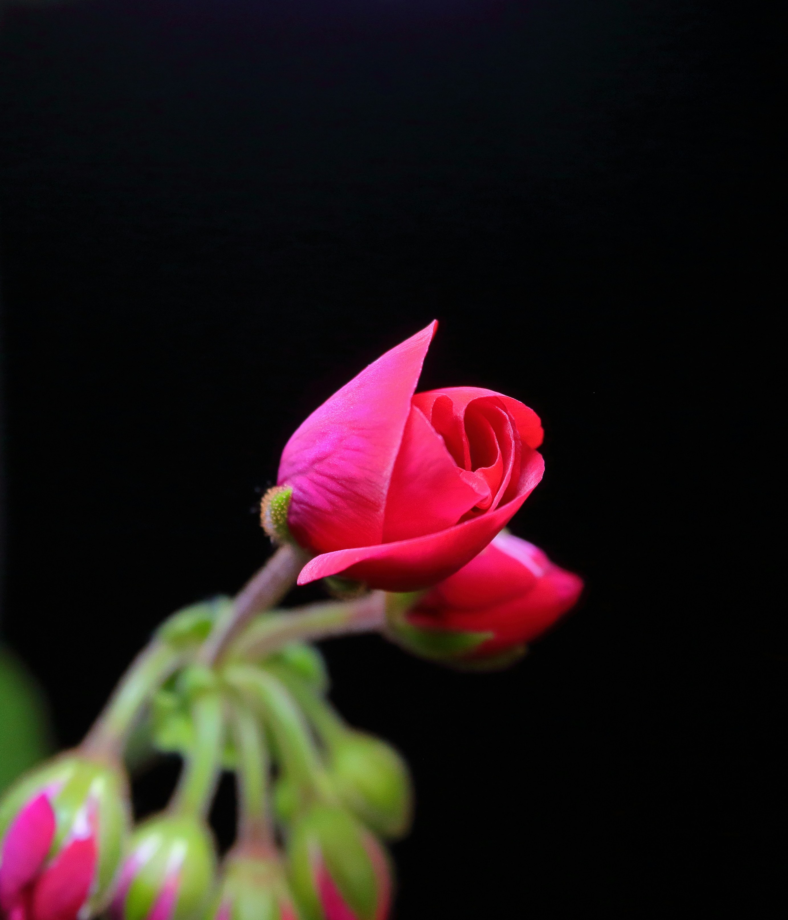 Rosy bud with a dark backdrop