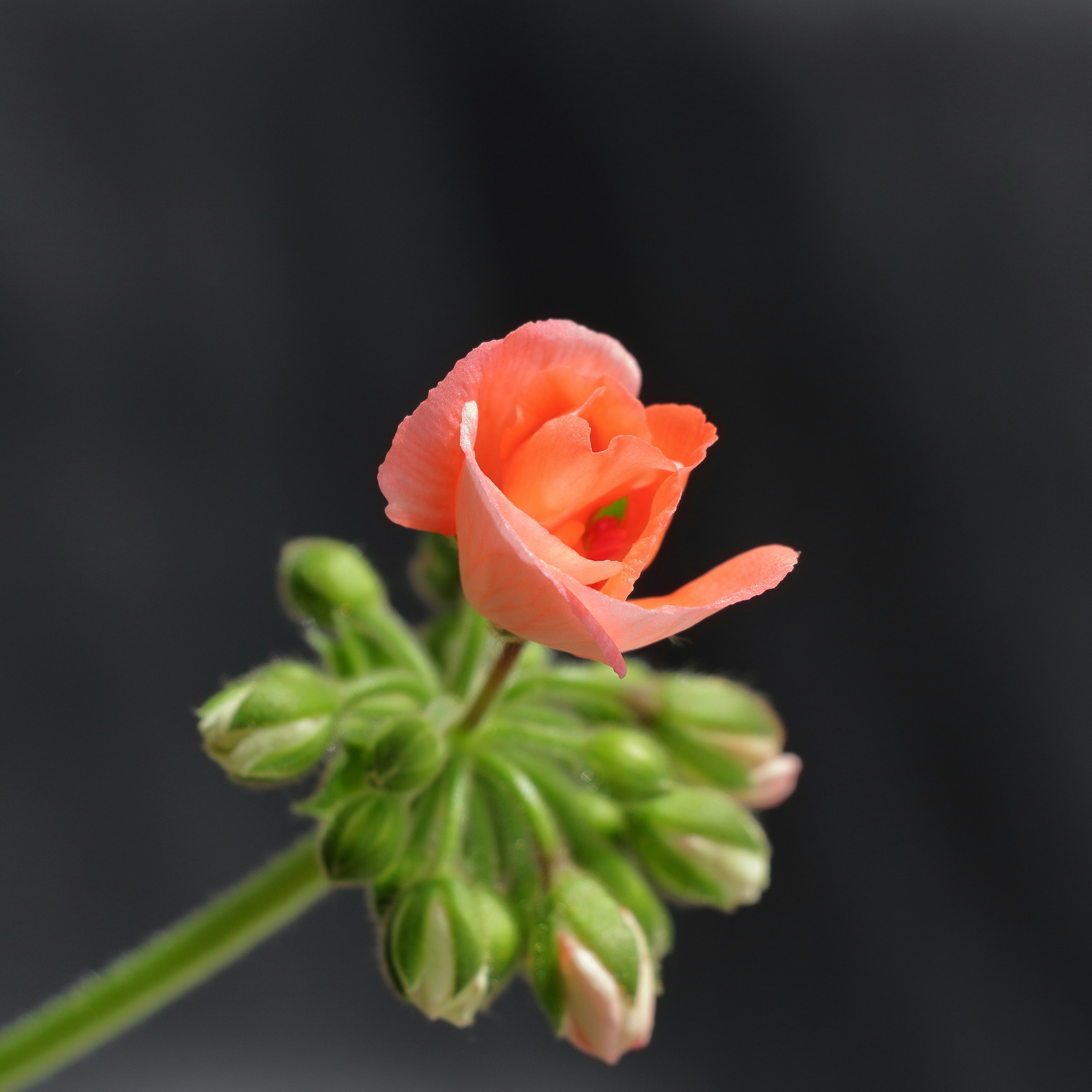 Coral Orchidbud Unfolding on a Velvet Backdrop