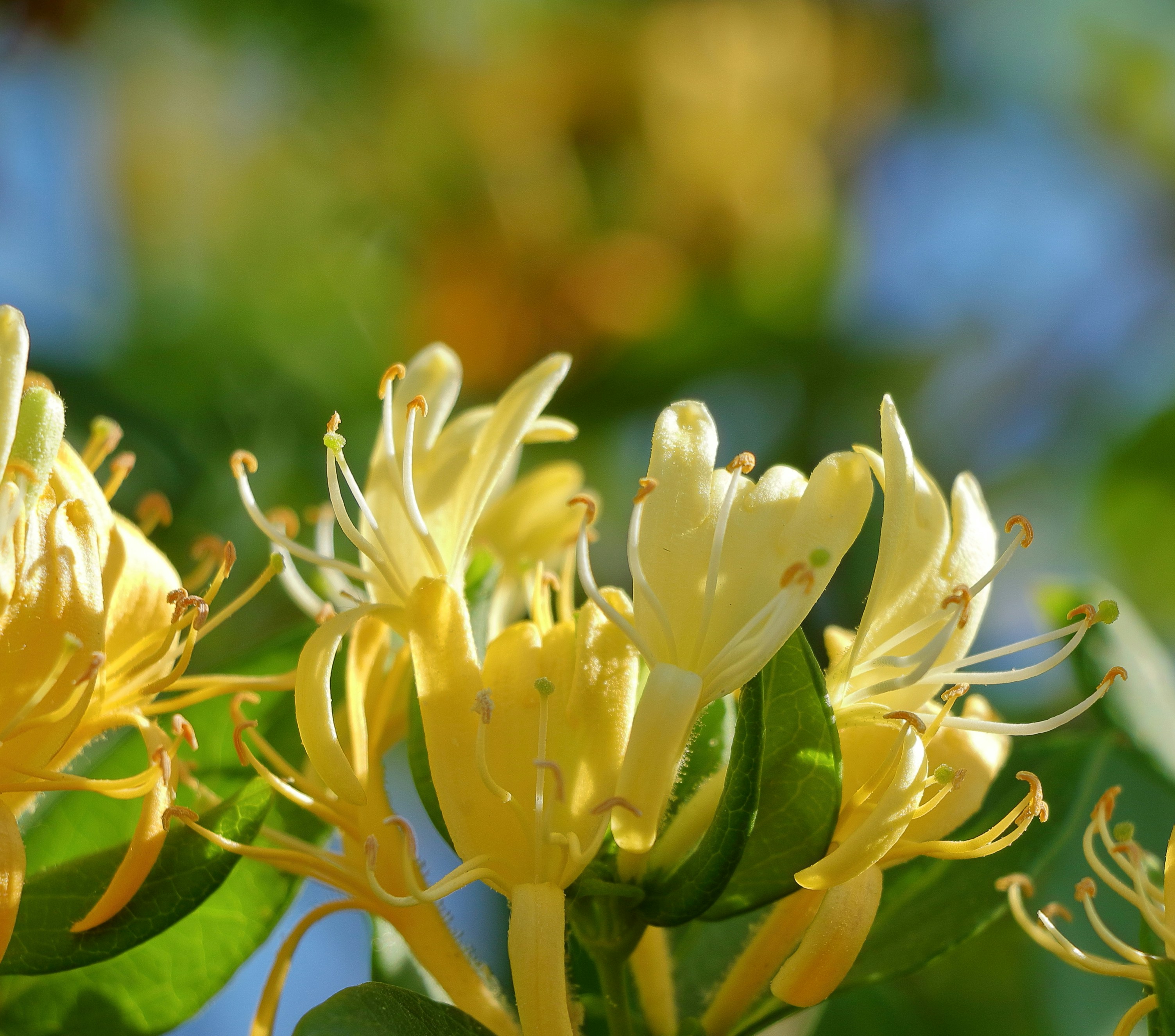 Golden Honeysuckle Burst in Spring Sun