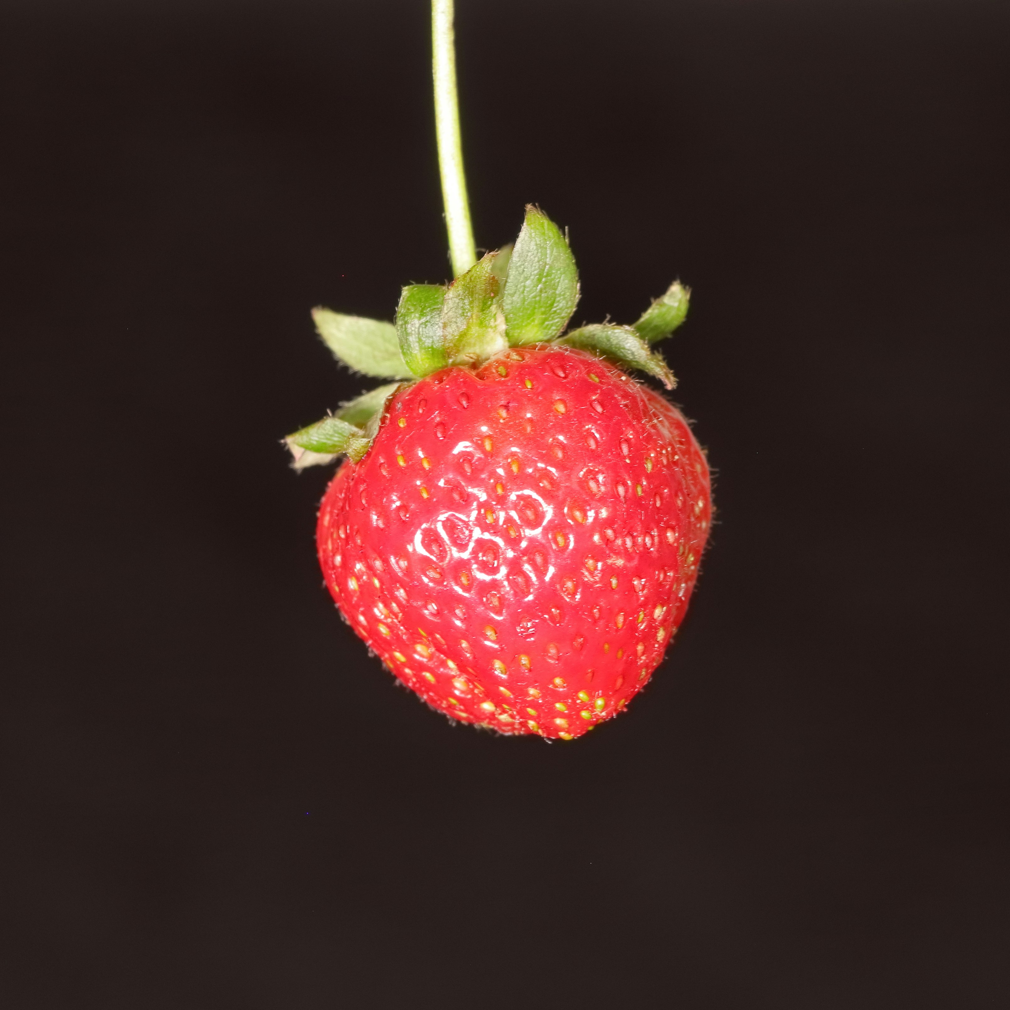 Suspended Berry: A Crimson Strawberry Hovering in Darkness