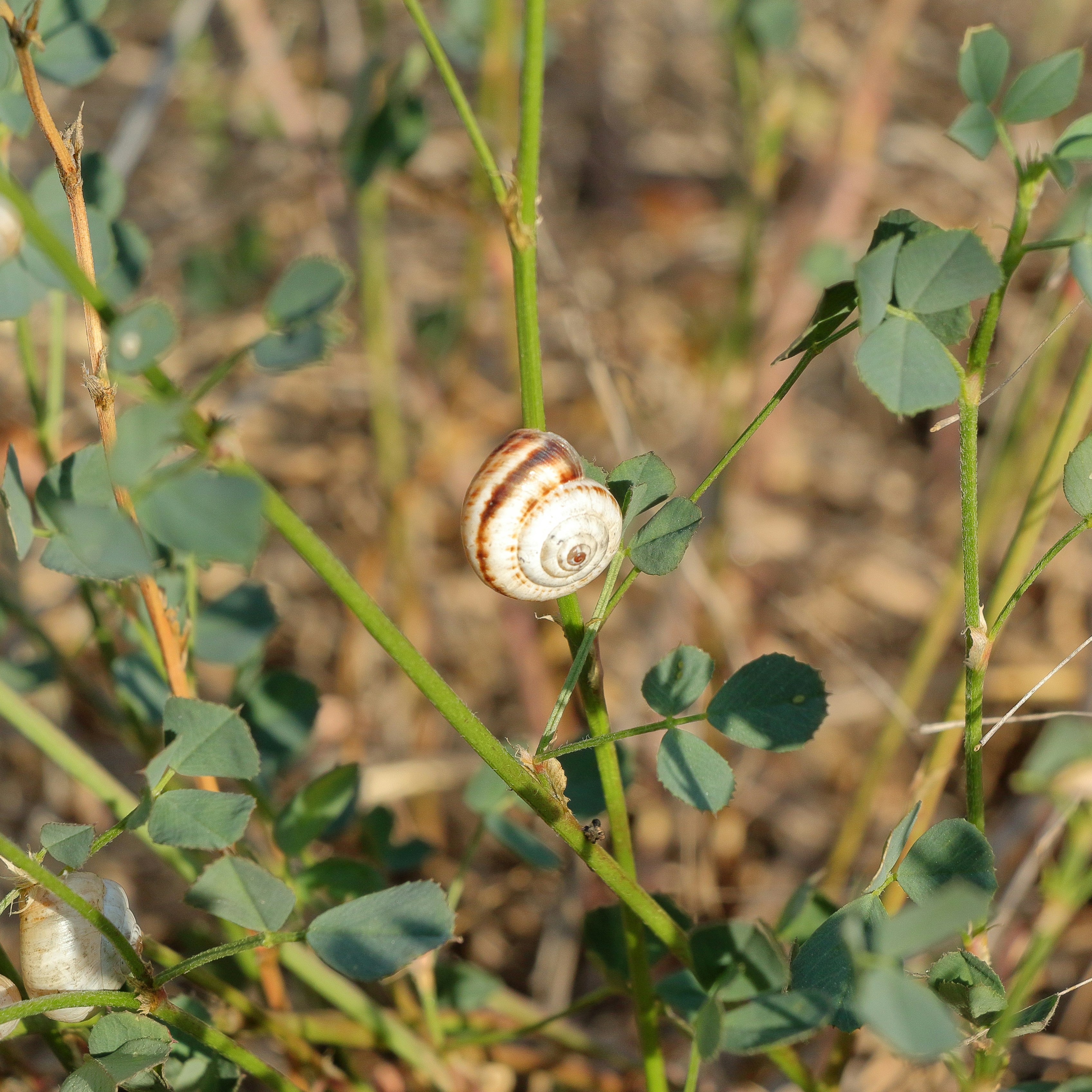 Shell on a Quiet Vine: A Macro Moment
