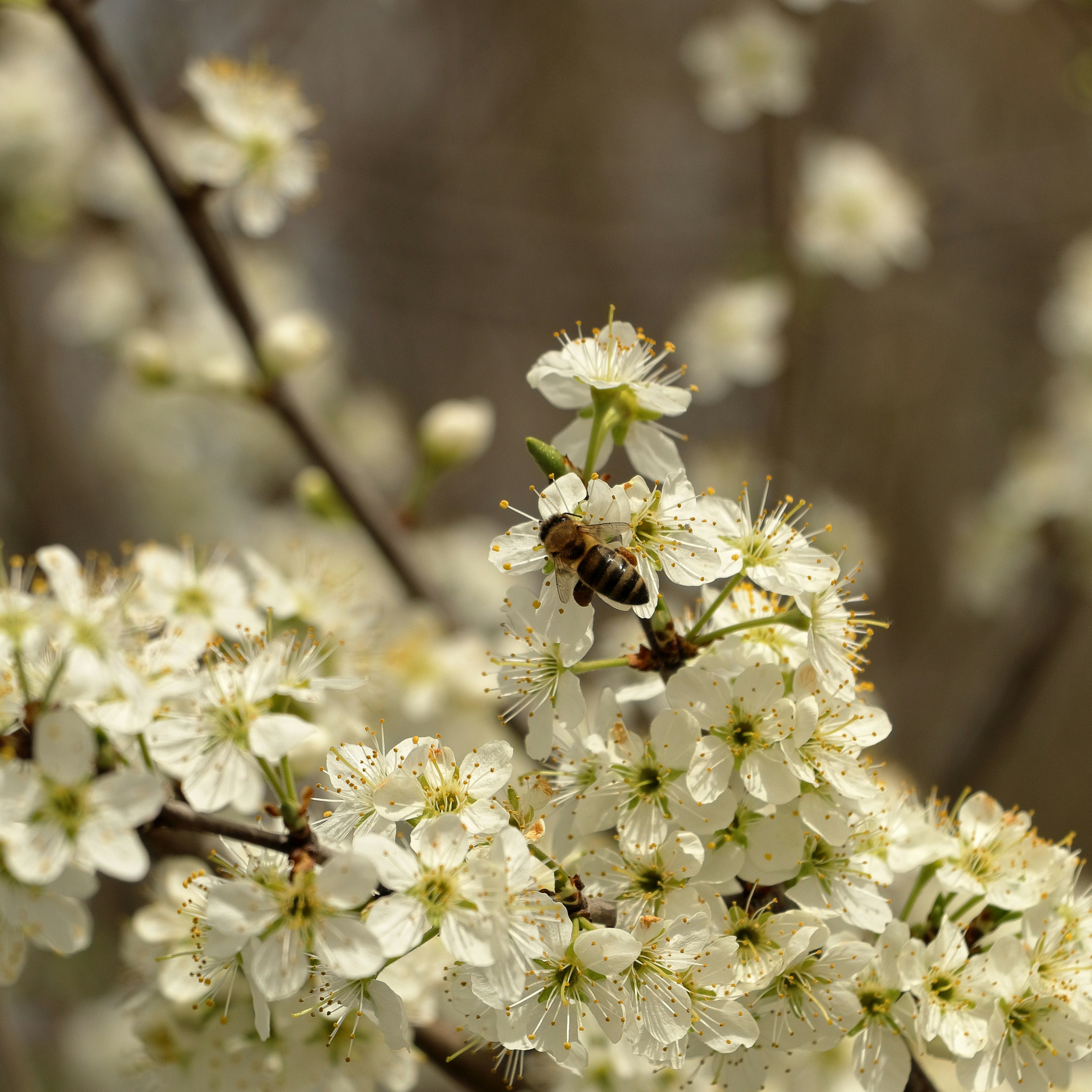 Bee on White Blossom: A Moment of Pollinating Focus