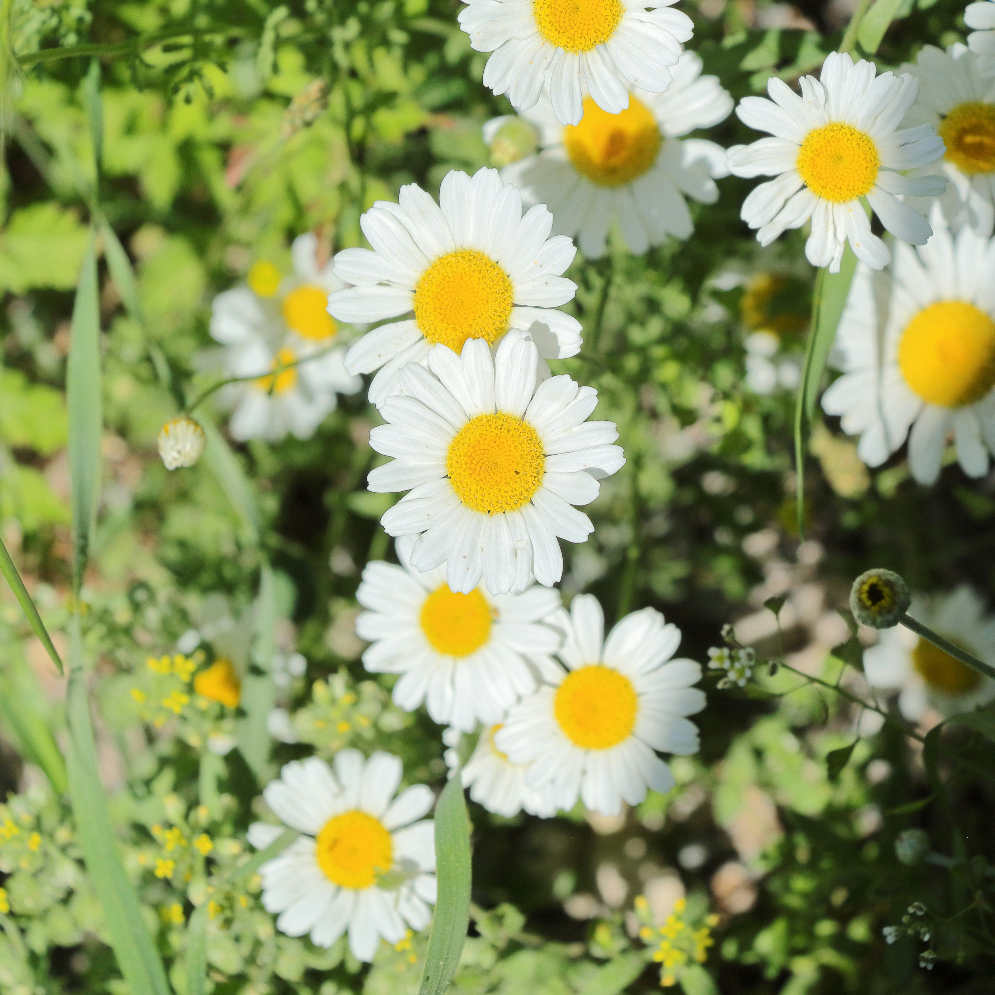 Sunlit Daisies: A Burst of White and Yellow in a Meadow