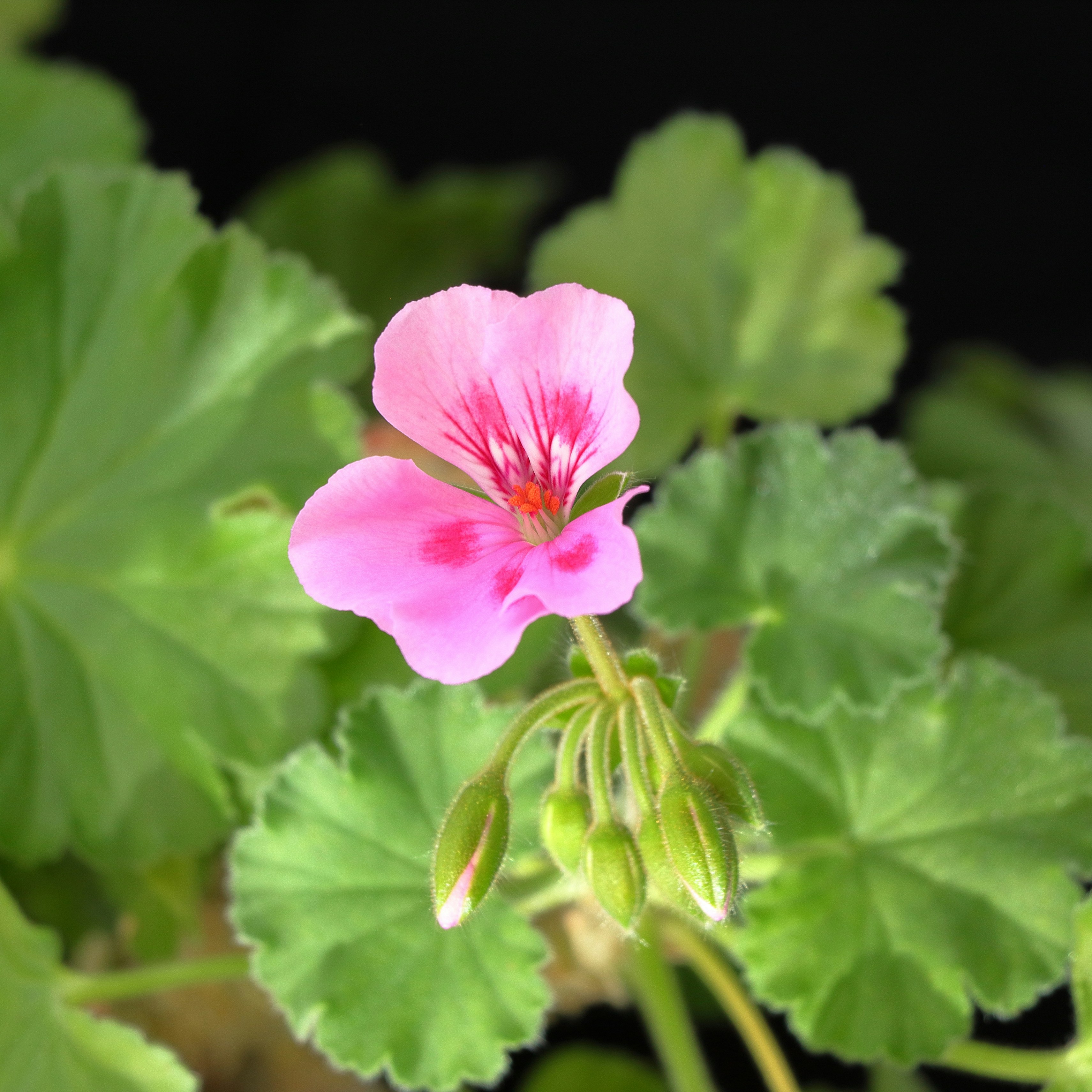 Pink Gloxinia Bloom Centered in Quiet Green Frame
