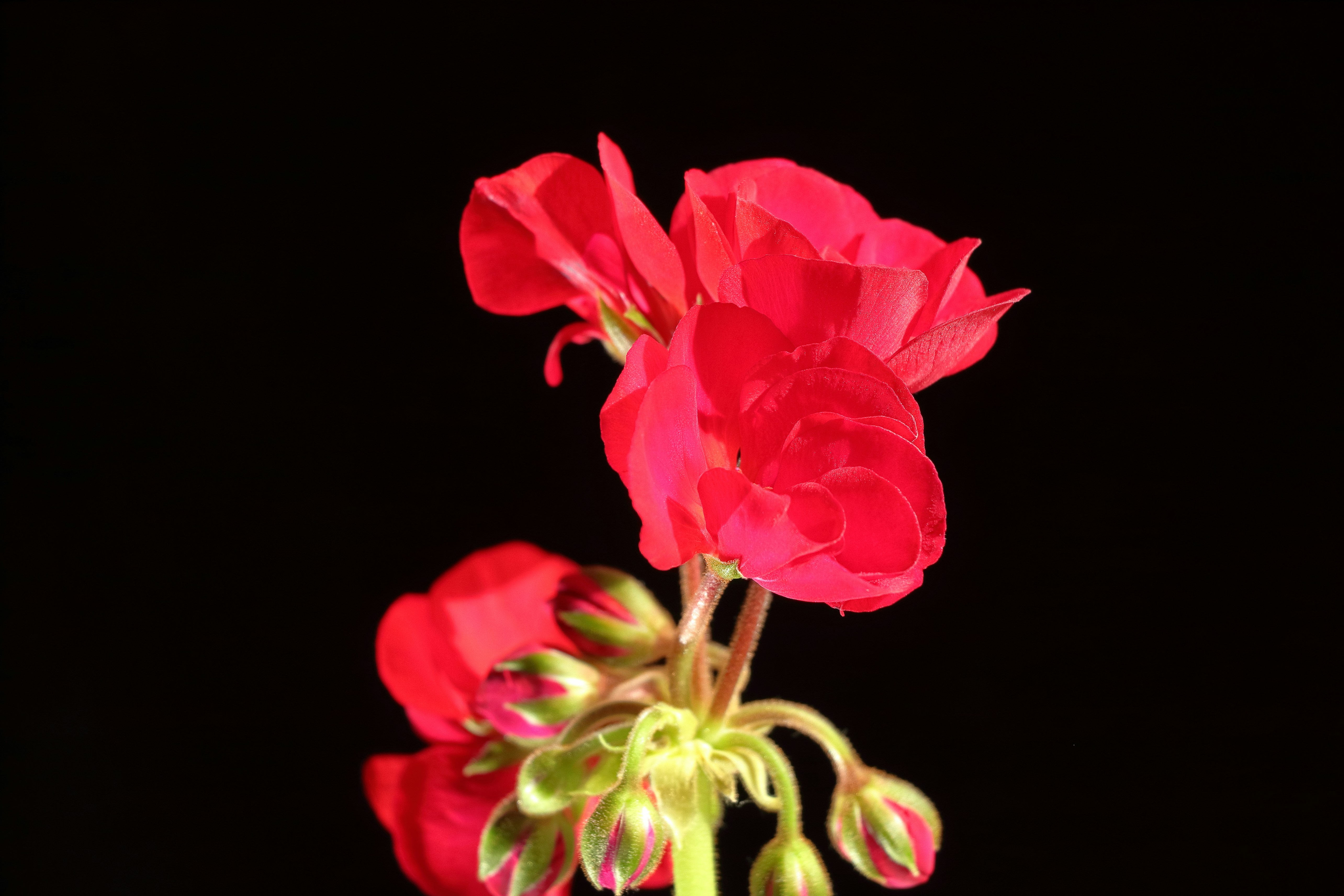 Crimson Geranium in Midnight Contrast