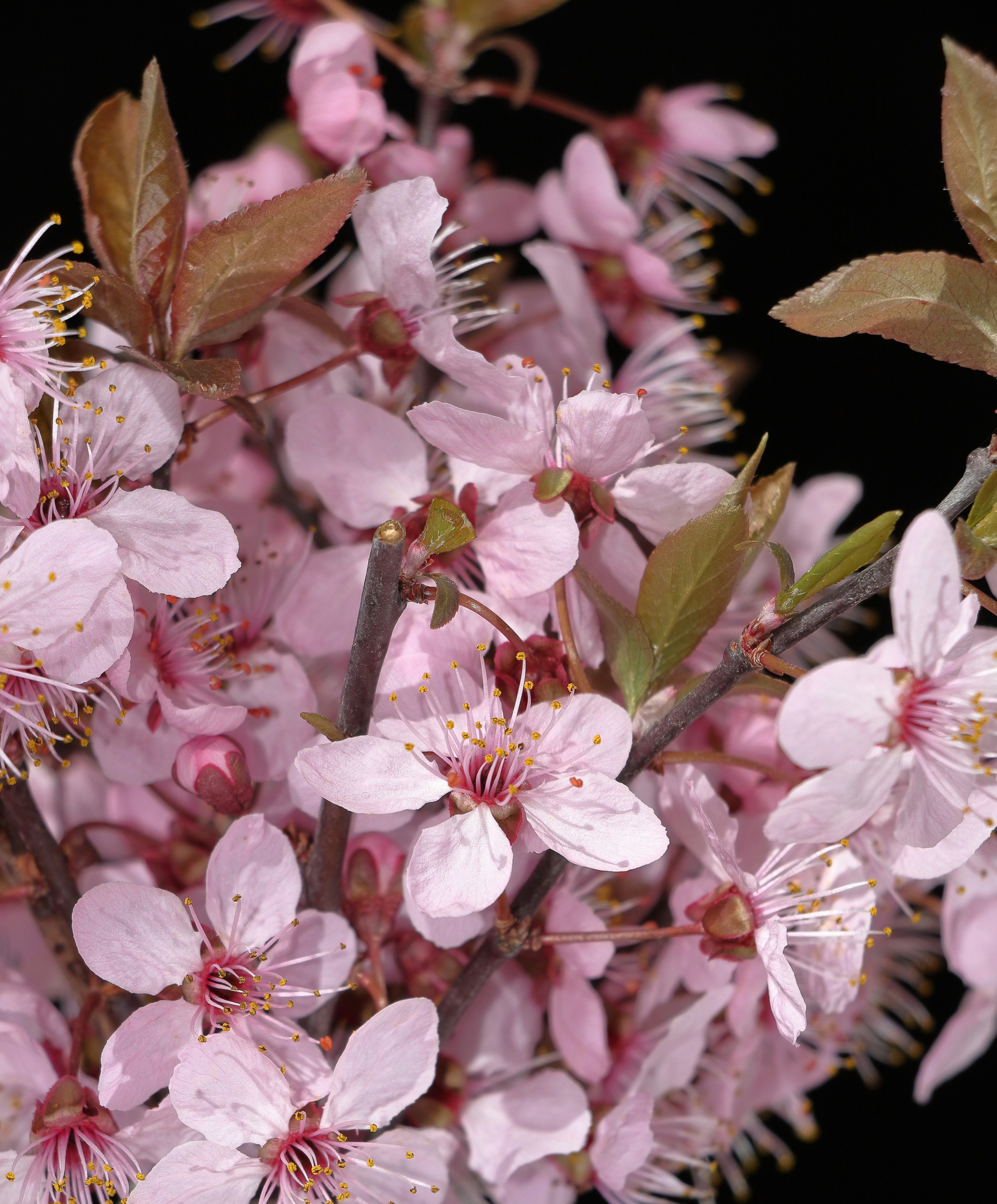 Blossoms in Focus: Close-up of Pink Apricot Bloom Network
