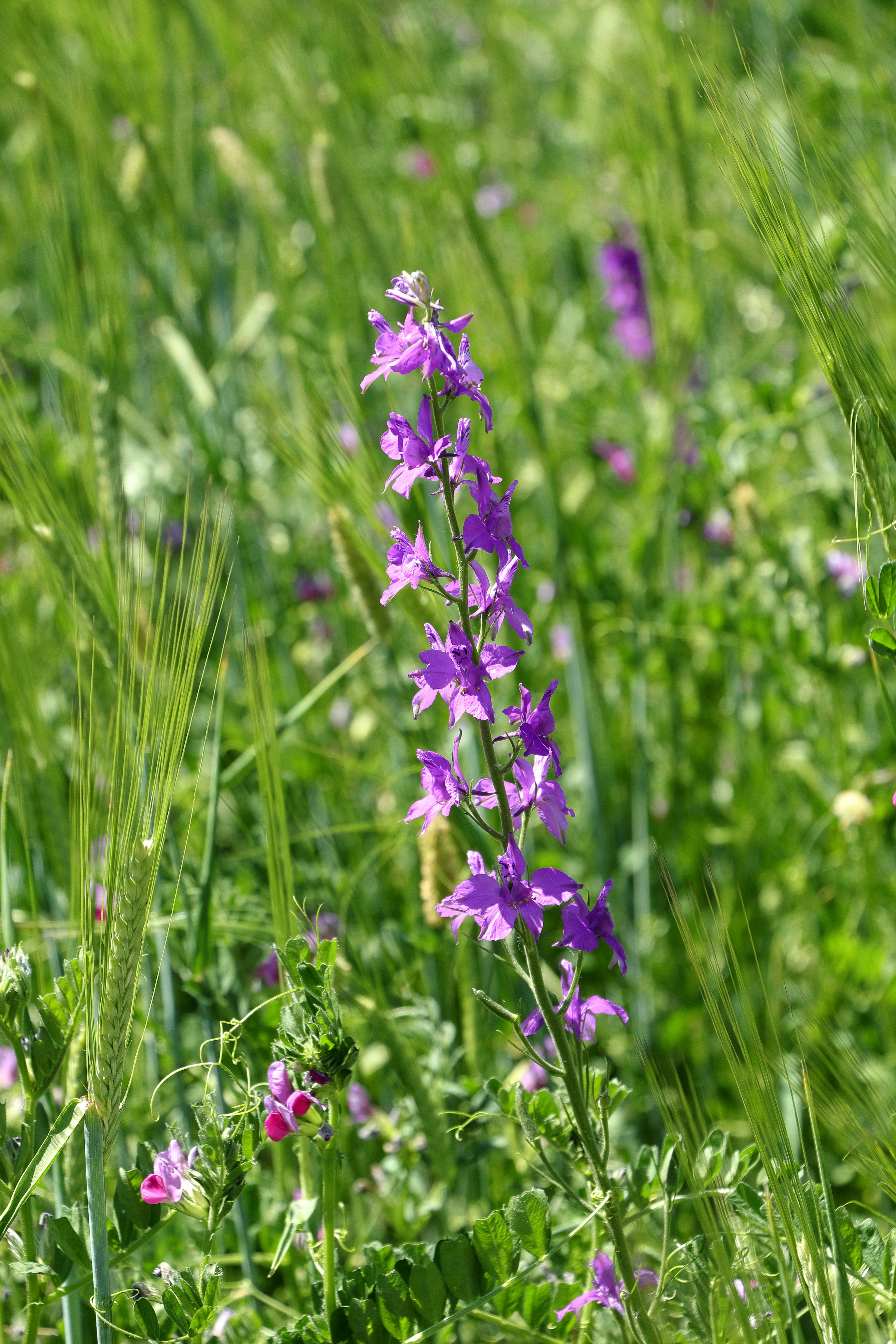 Towering Violet Spike in a Sea of Green