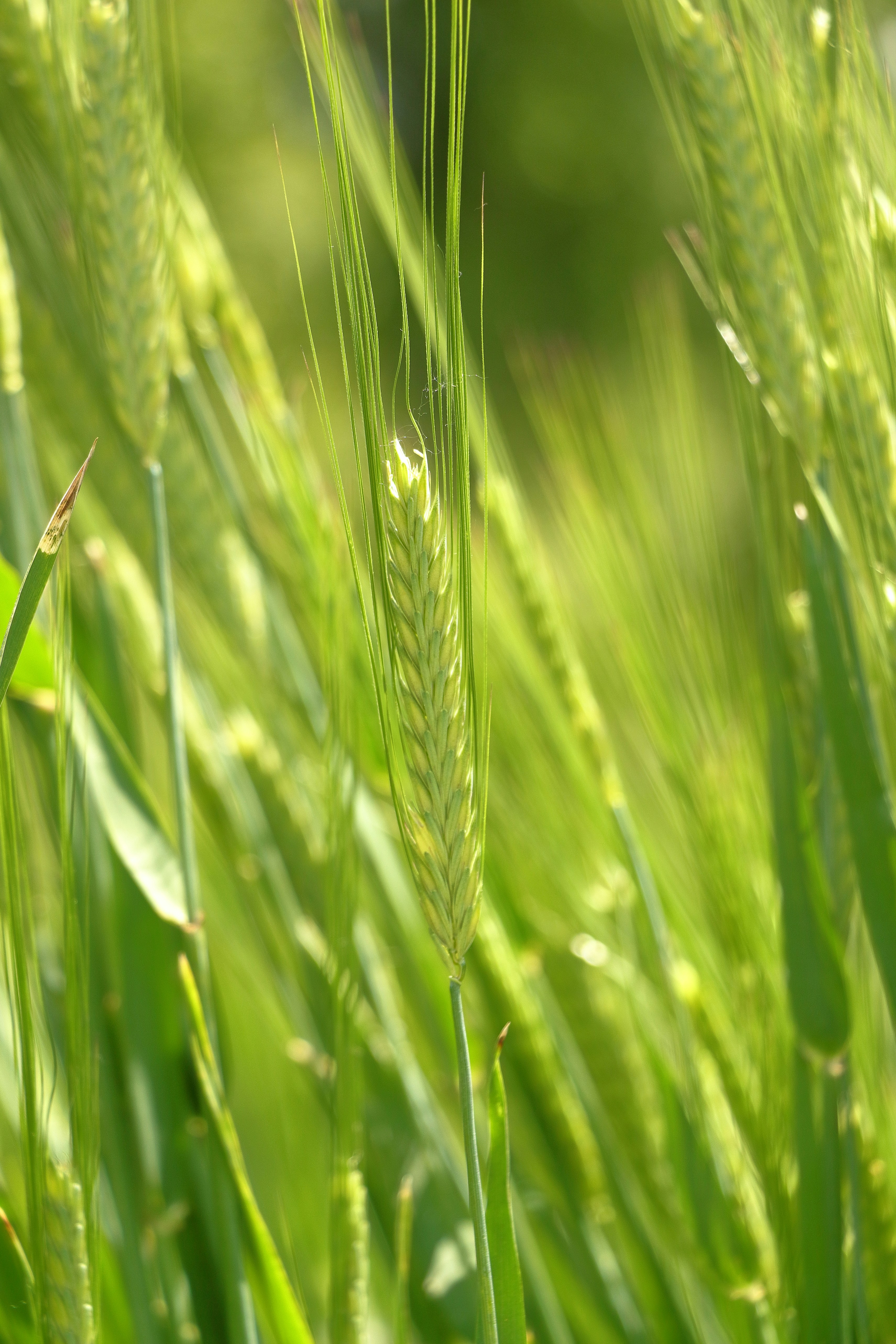 Emerald Spike: A Close-Up of Grain in Sunlit Weeds