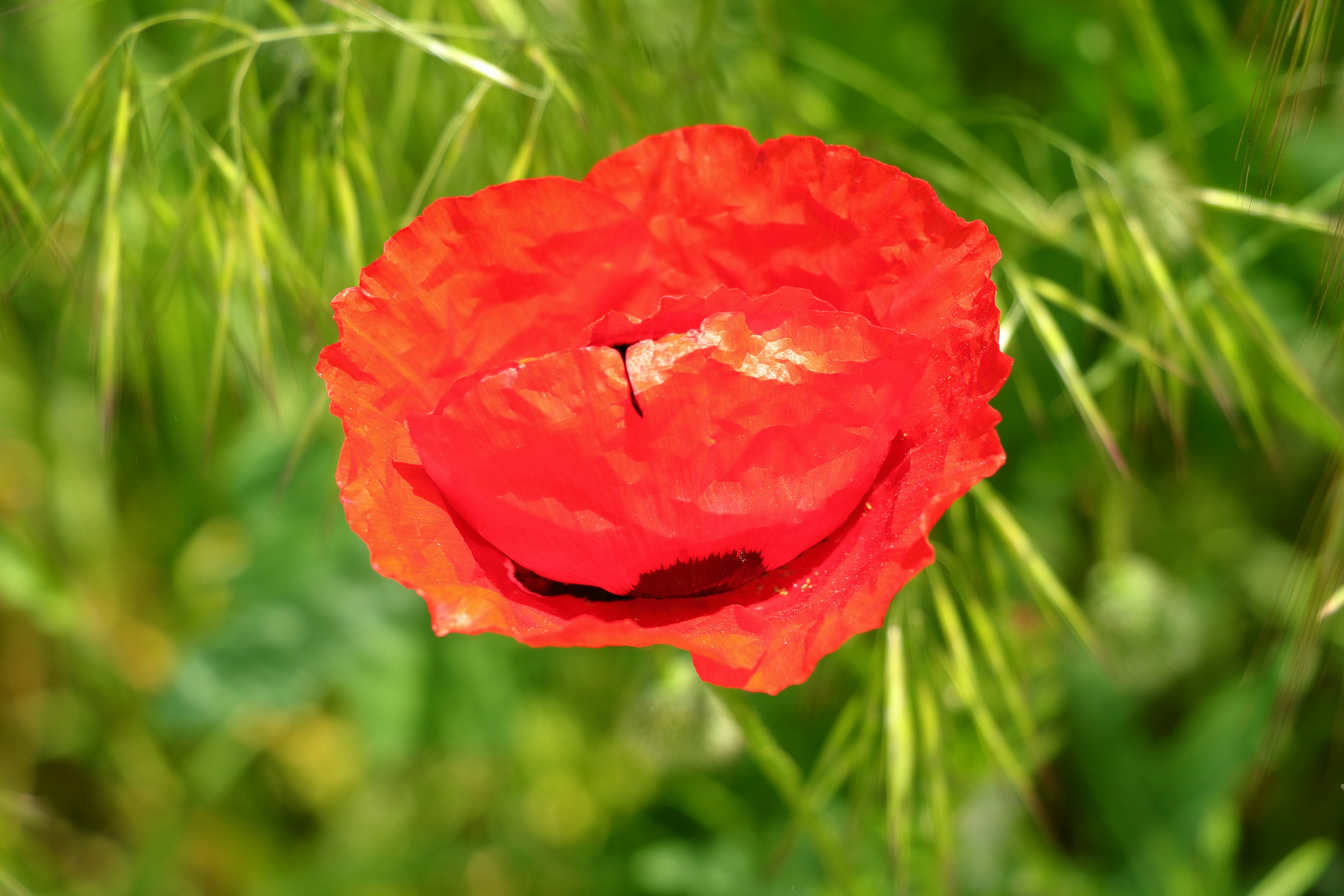 Crimson Petal in a Sea of Green