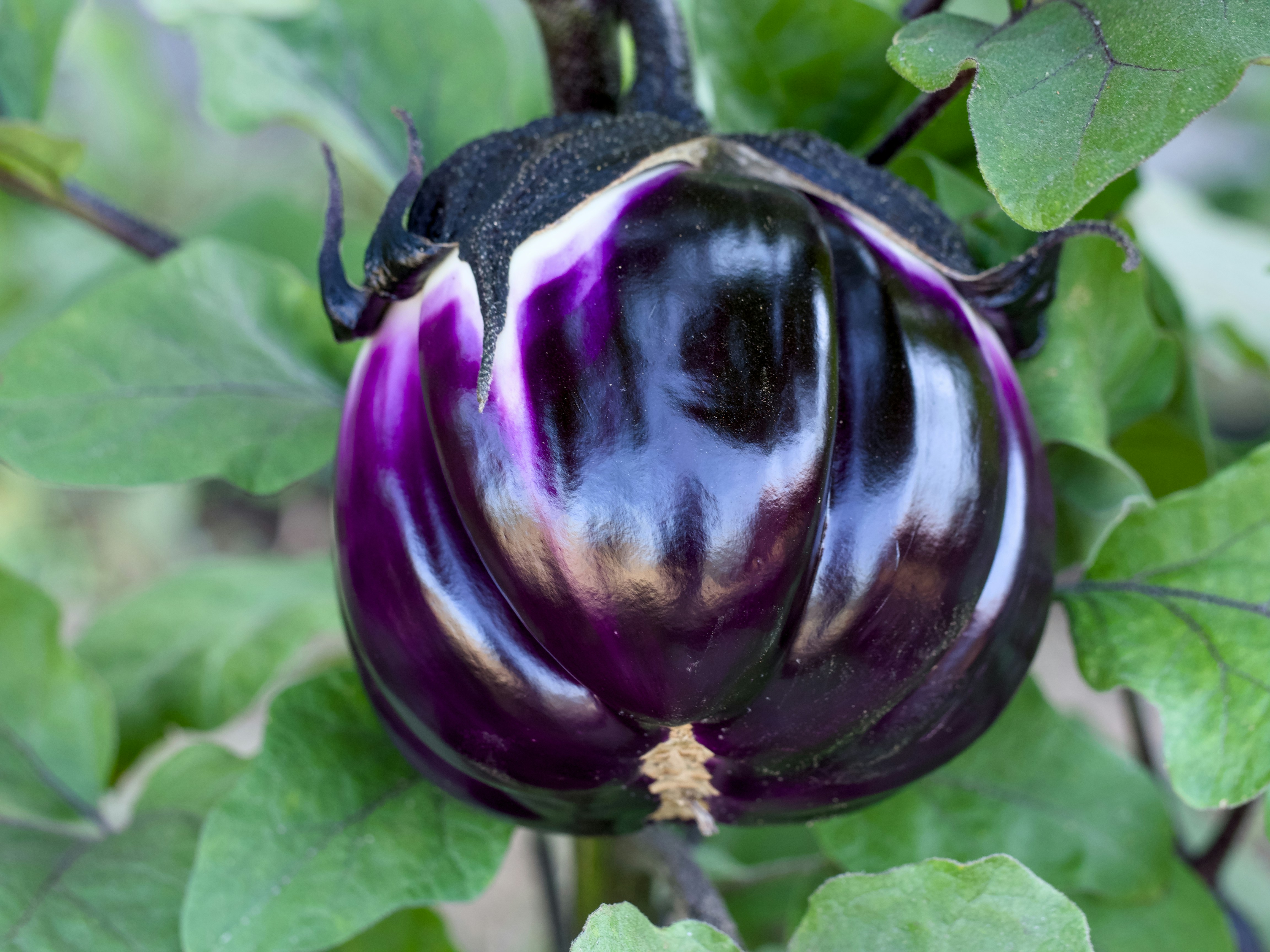 Royal Eggplant in Focus: A Close-Up of a Shiny Purple Fruit