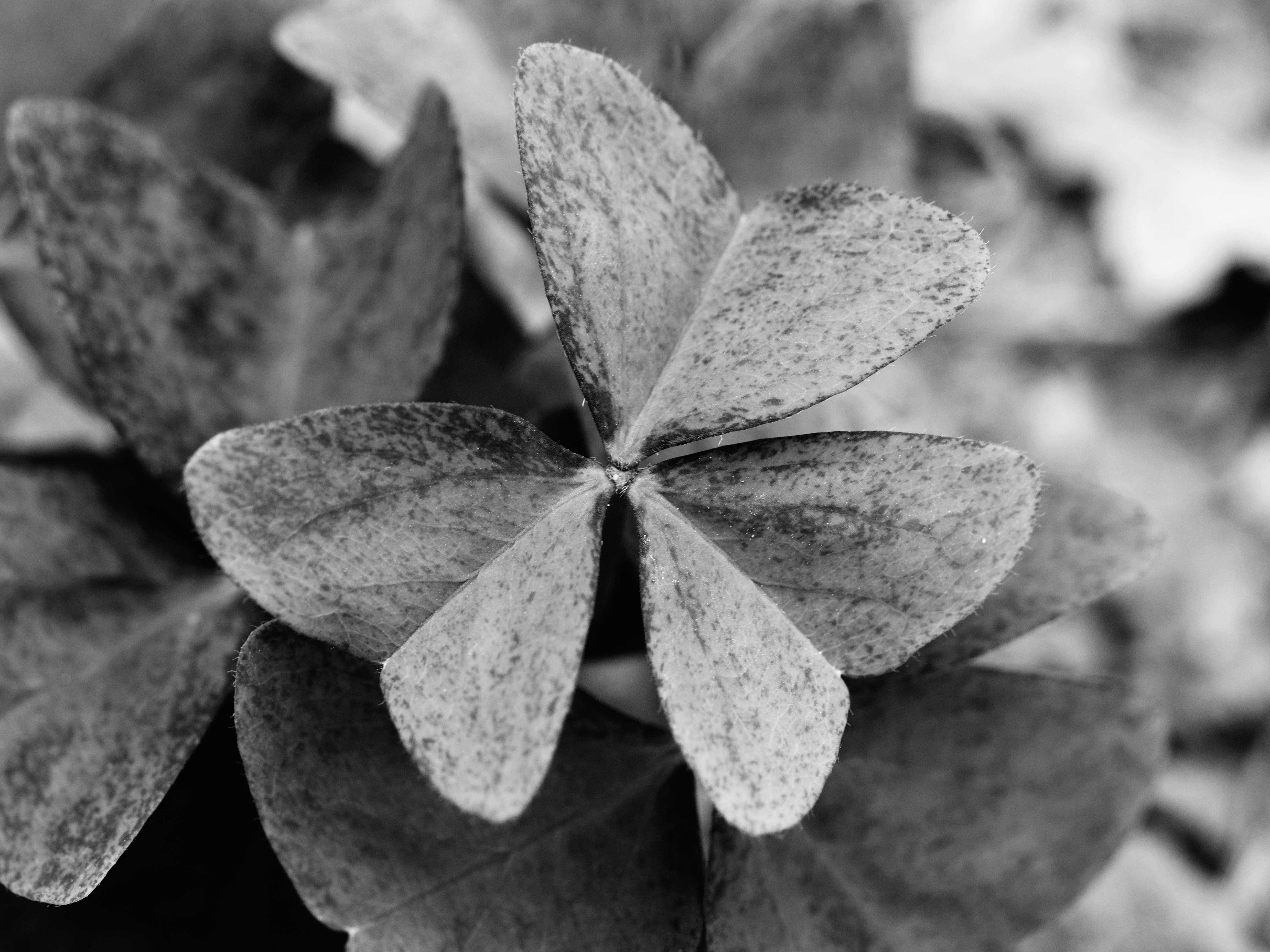 Symmetry in Shade: A Five-Pold Clover in Monochrome