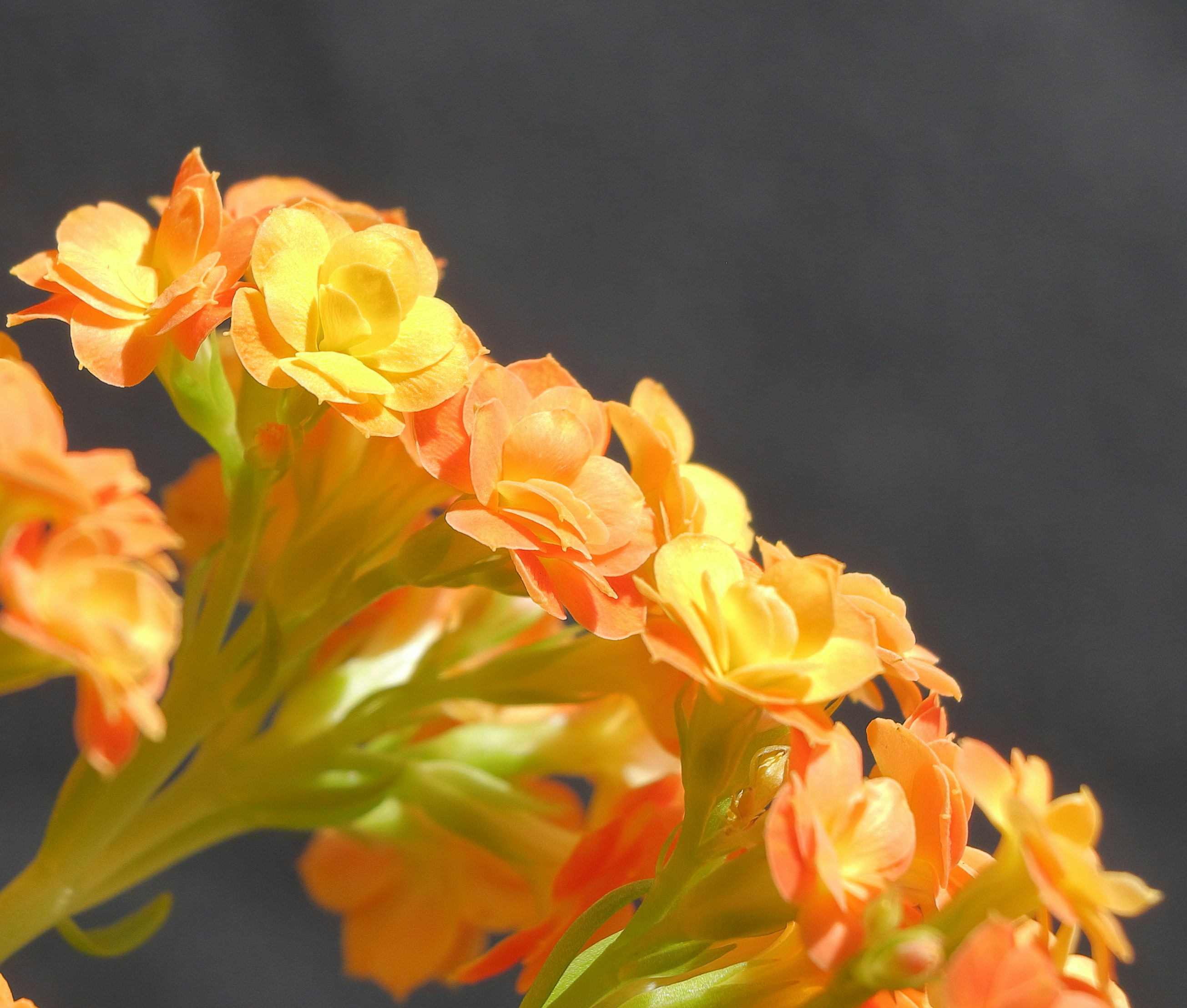 Orange blossoms emerge from a soft-green stem against a textured slate backdrop