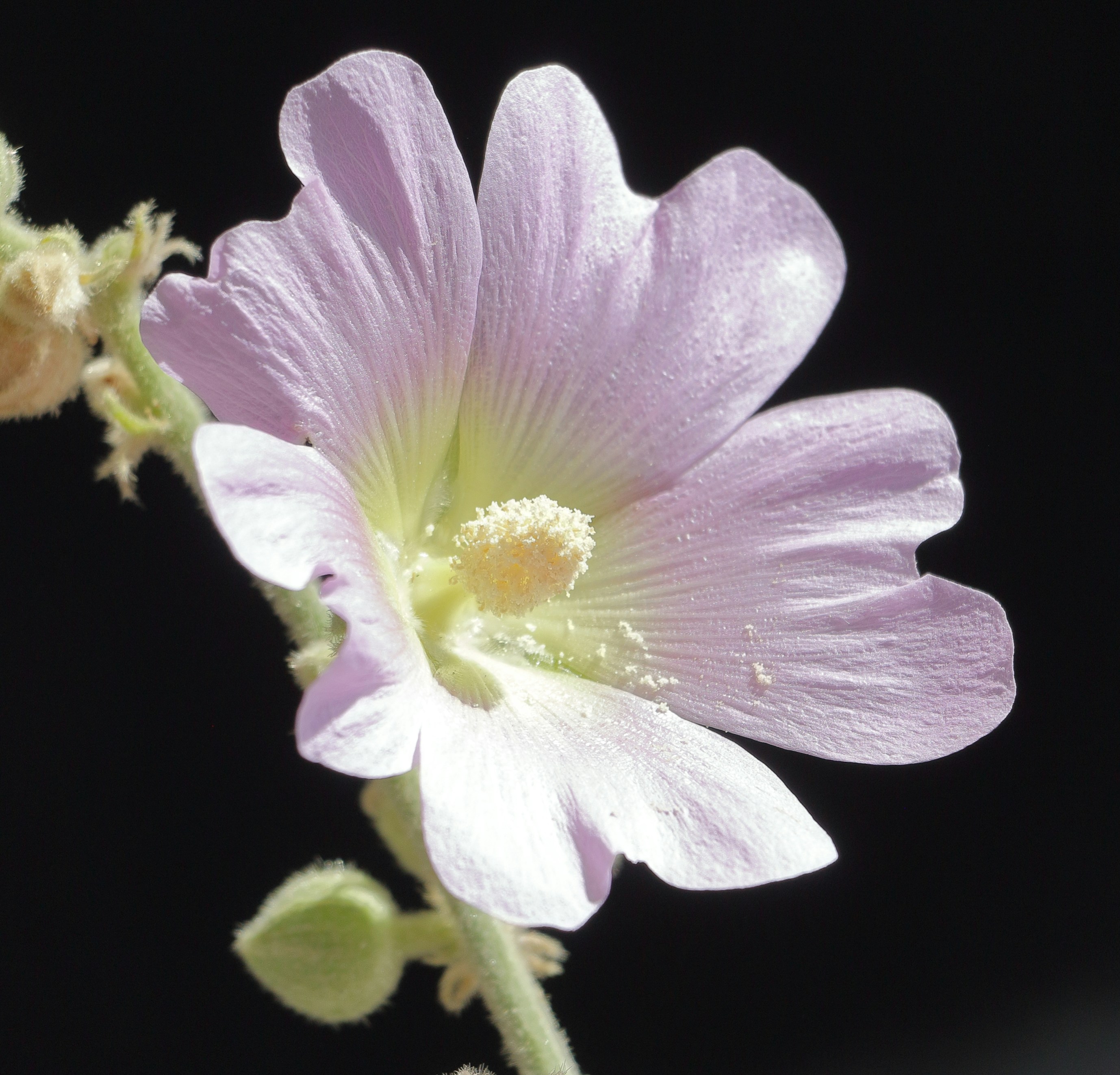 Lavender Bloom in High Contrast: A Delicate Petal Study