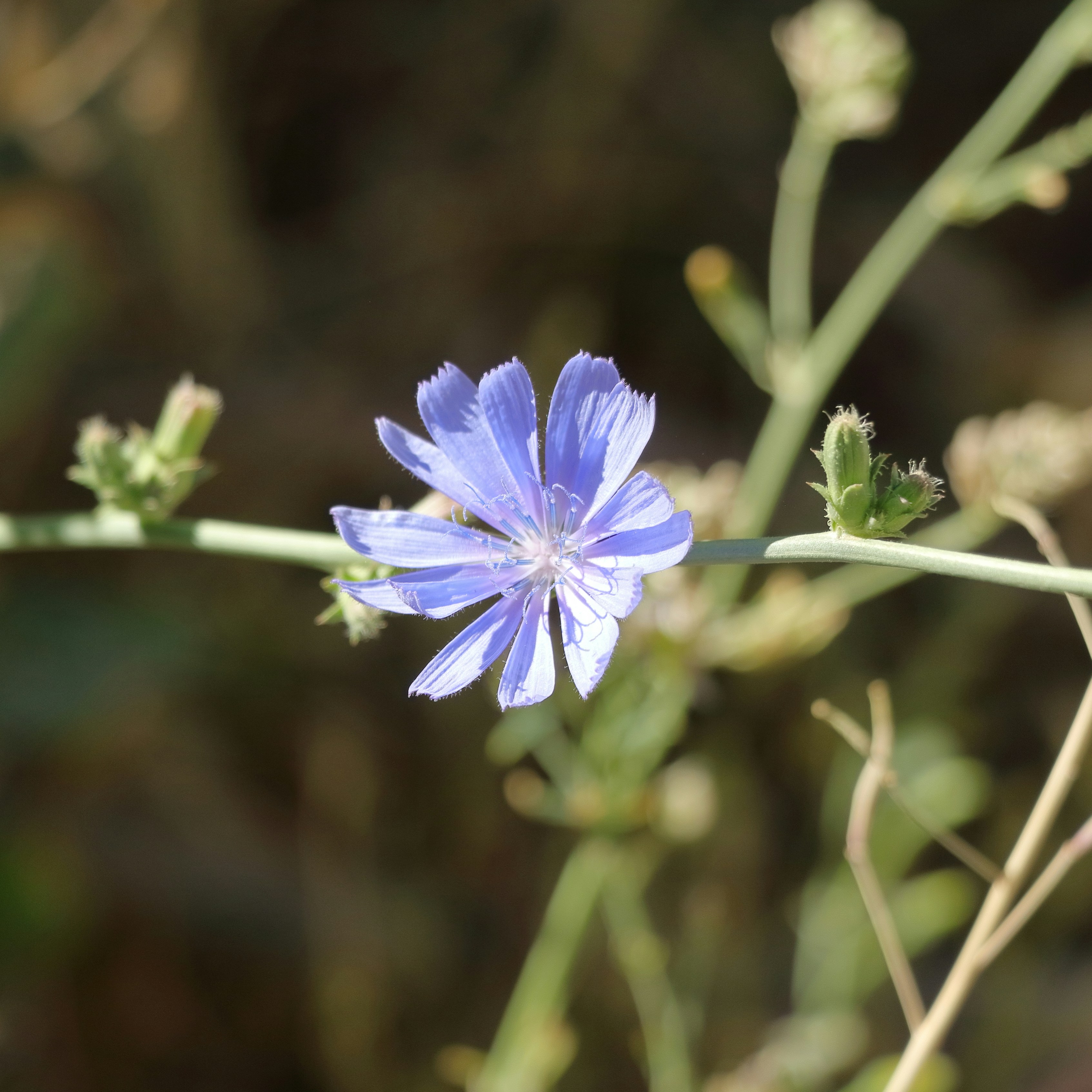 Violet Bloom Centerstage on Tangled Green Tendrils