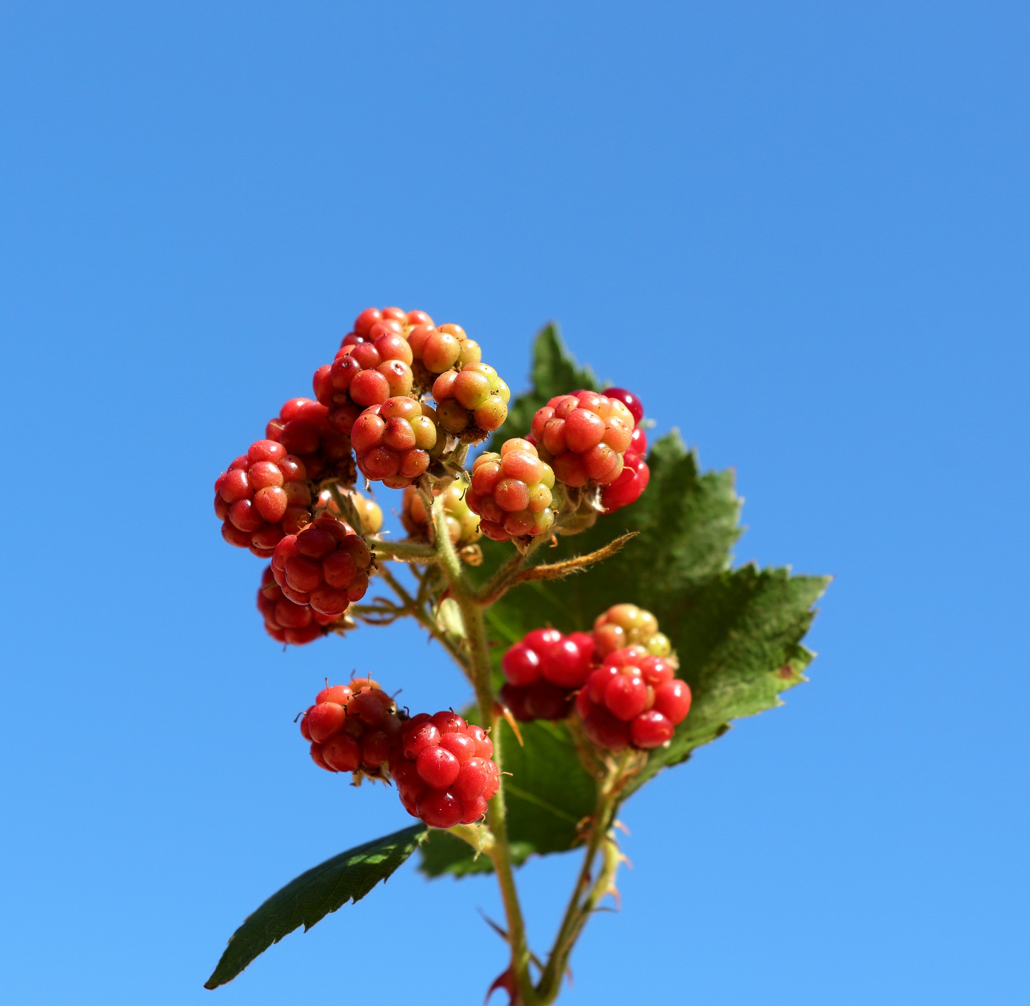 Azure Sky Crown: Red Berry Cluster Reaching for the Sun