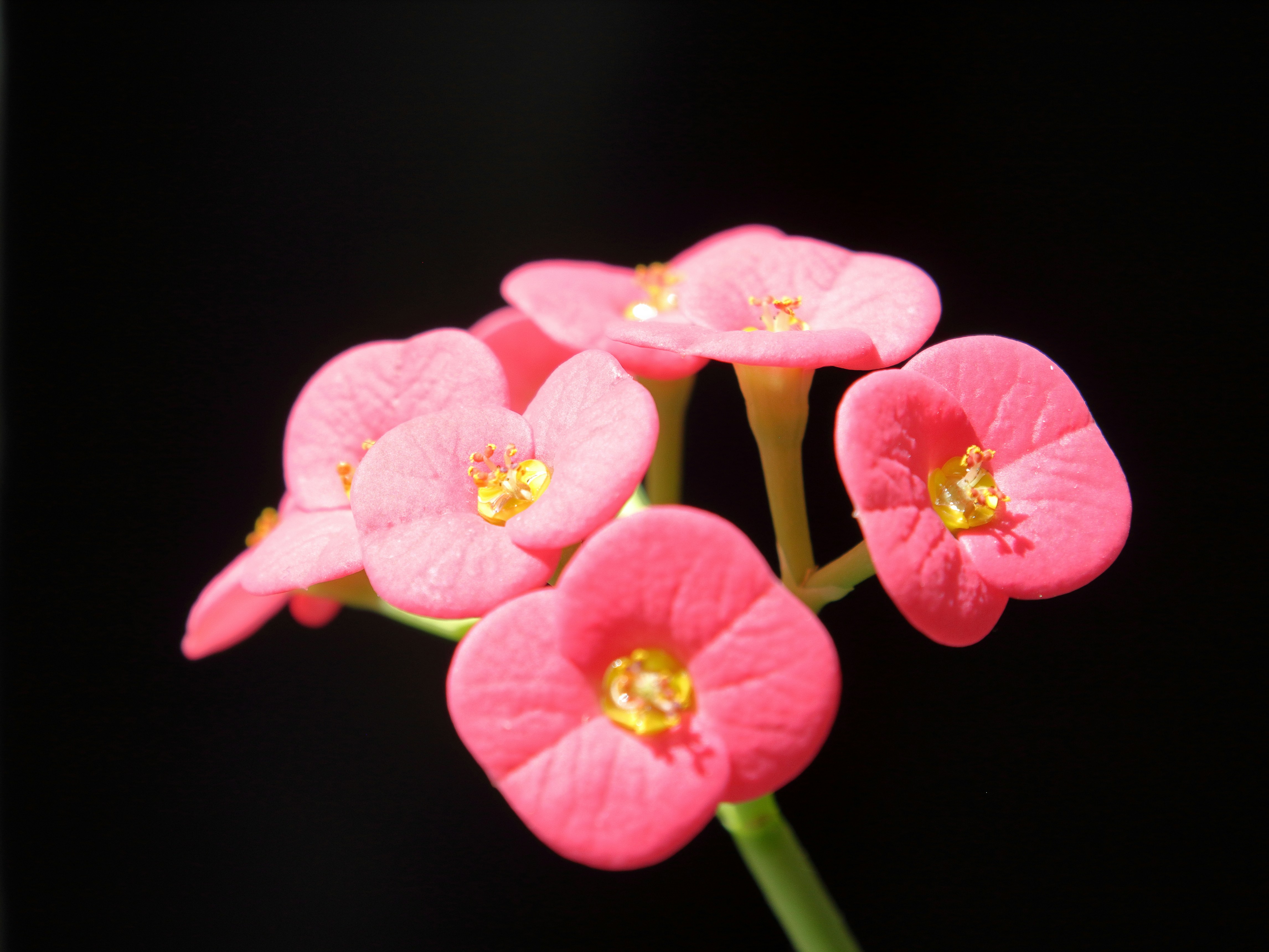 Bright Coral Cluster: A Tiny Bloom in Focus