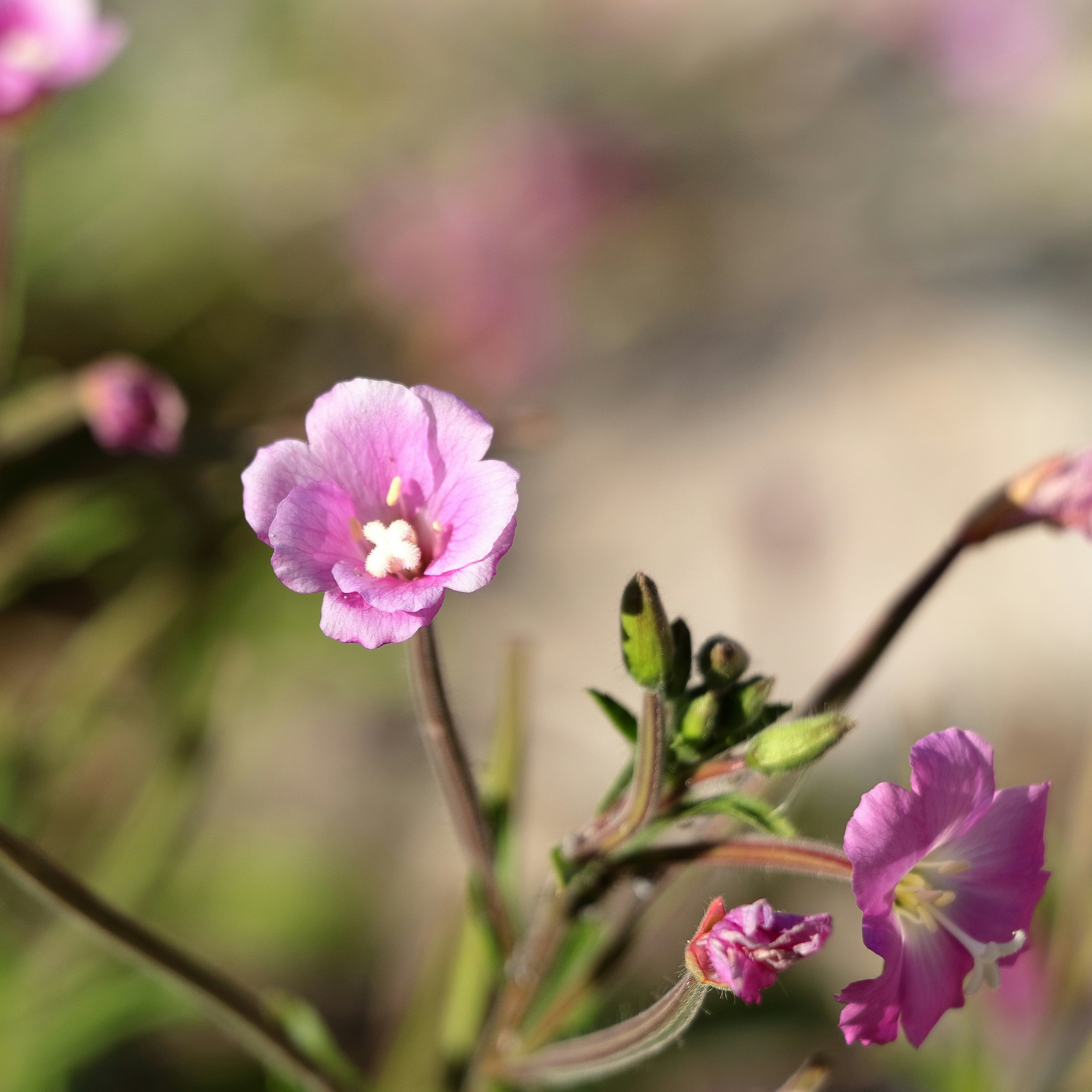 Pink flower bloom frames a sunlit garden