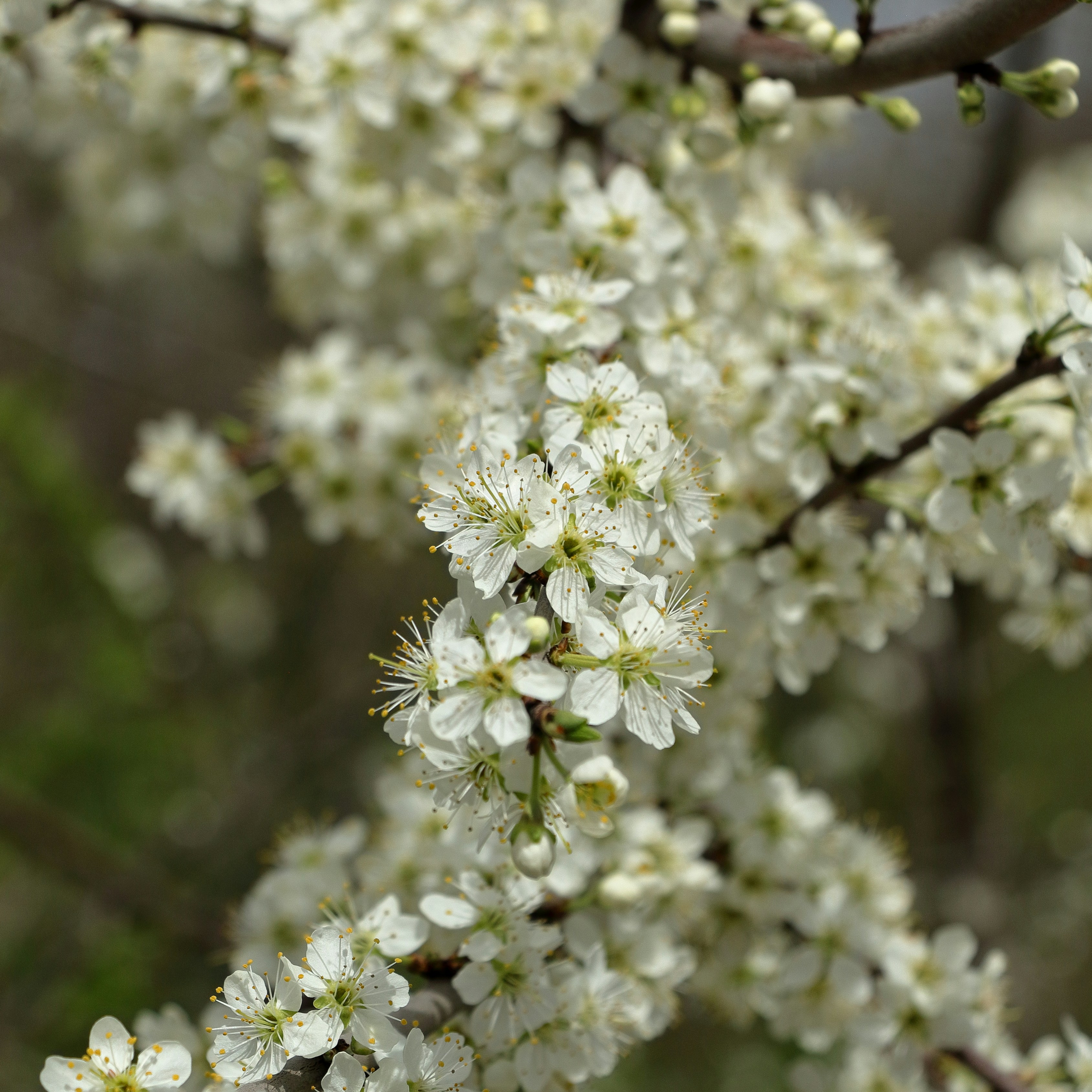 Blossom Cascade: White Petals Framing a Quiet Branch