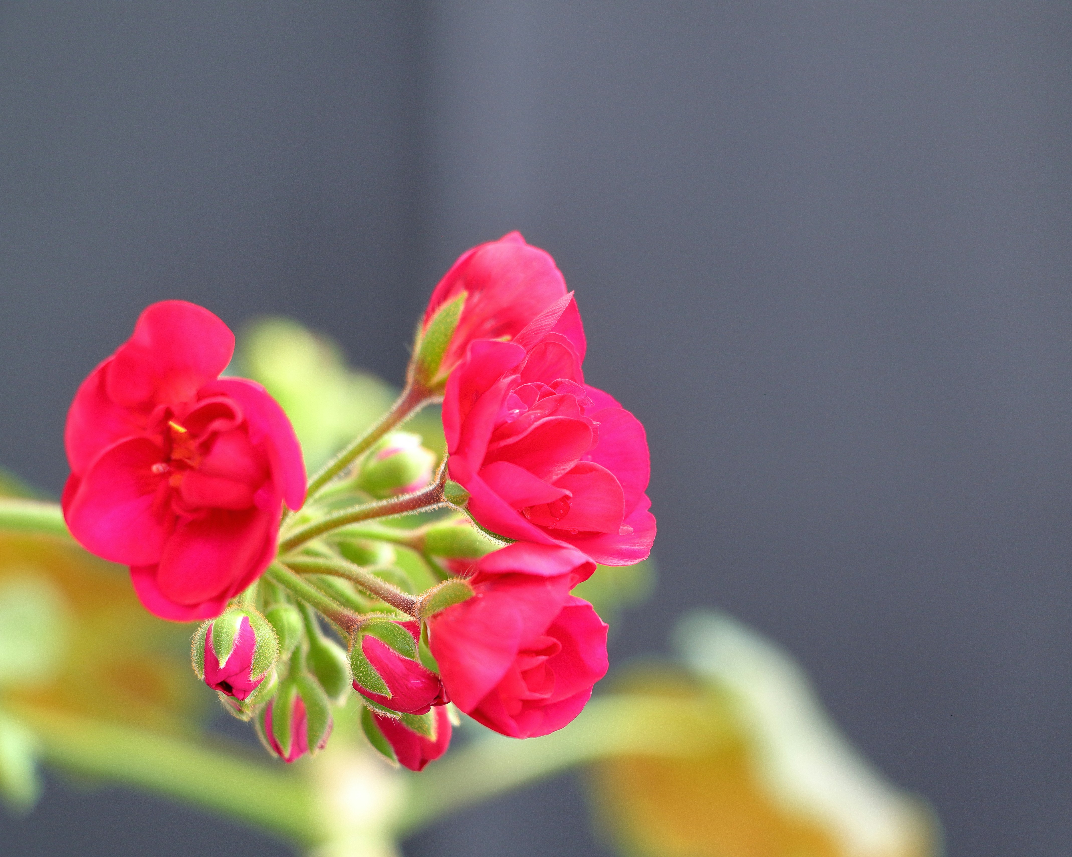 Pink cluster in sharp focus against a soft gray backdrop