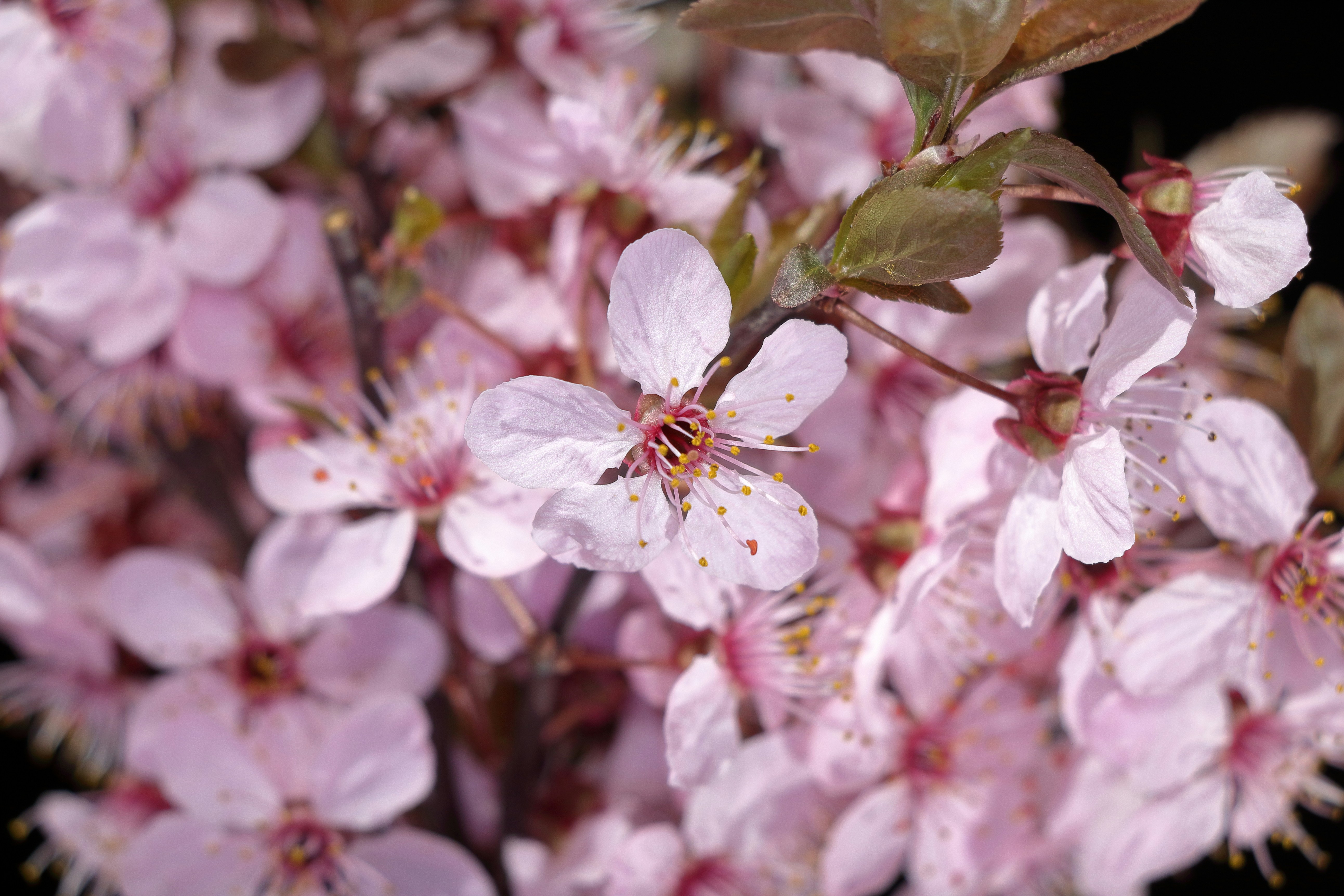 Soft Pink Bloom close-up under spring light