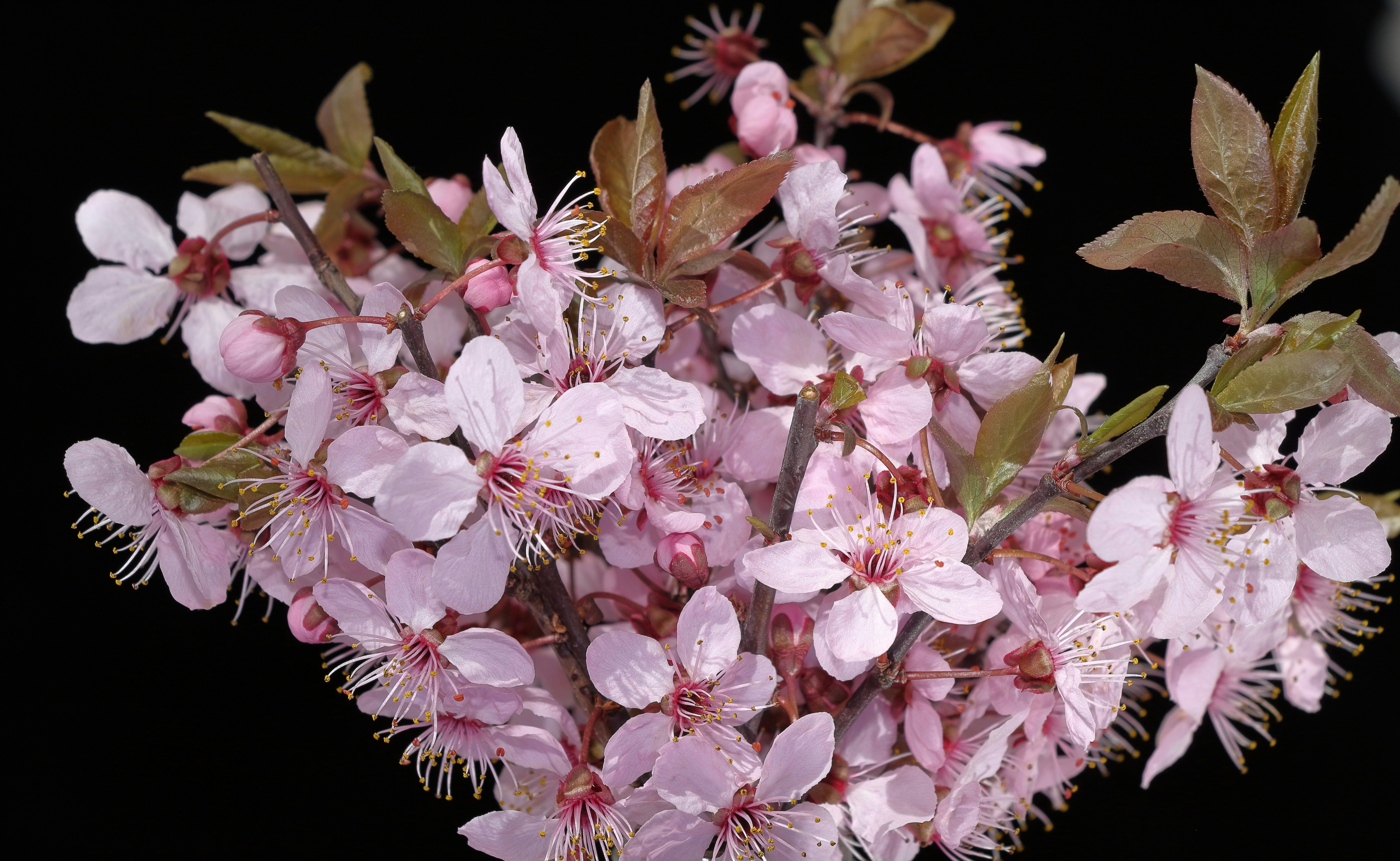 Blossoms in Bloom: Soft Pink Petals Against Night