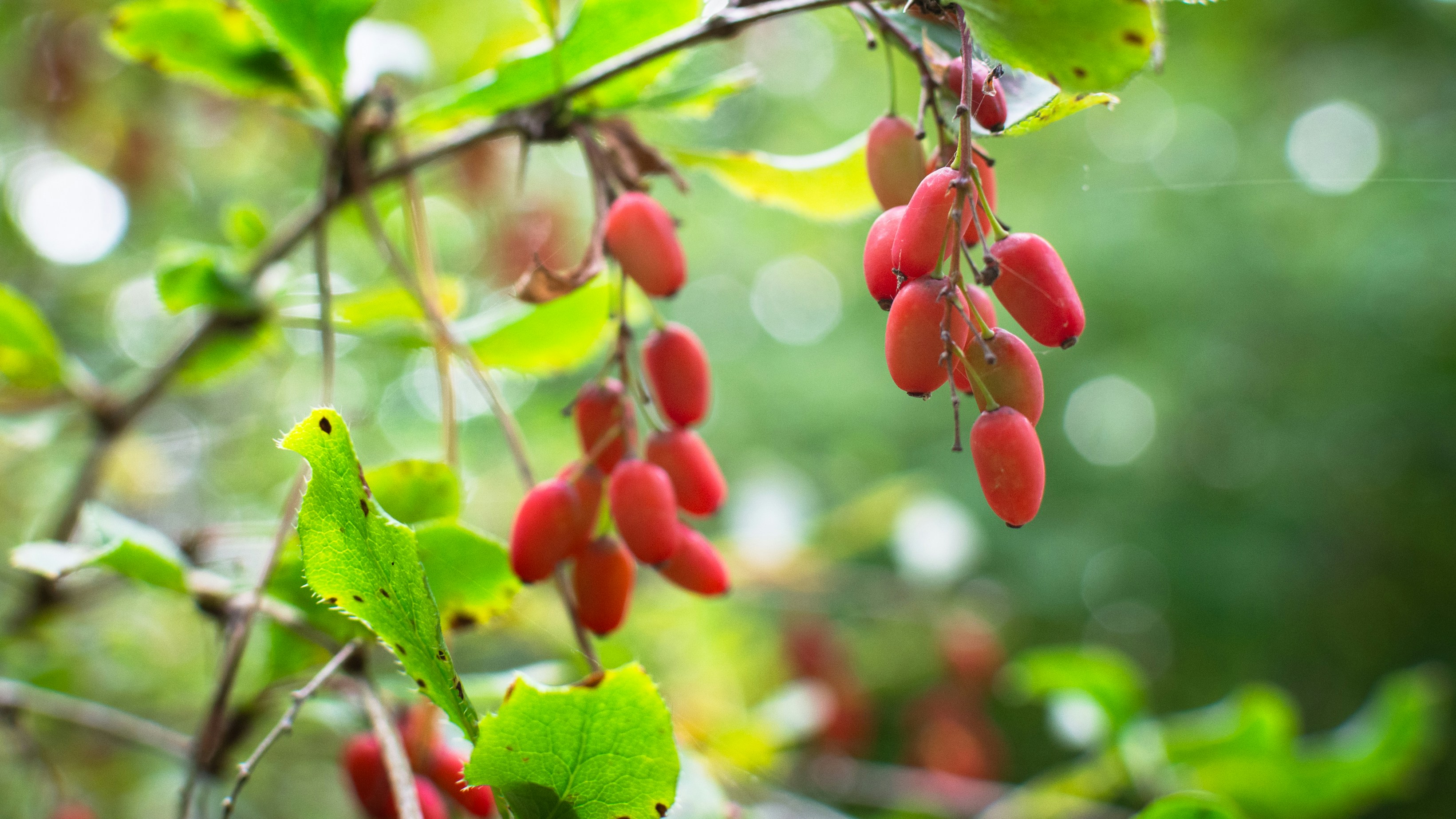 Hanging Red Berries in Soft Foliage