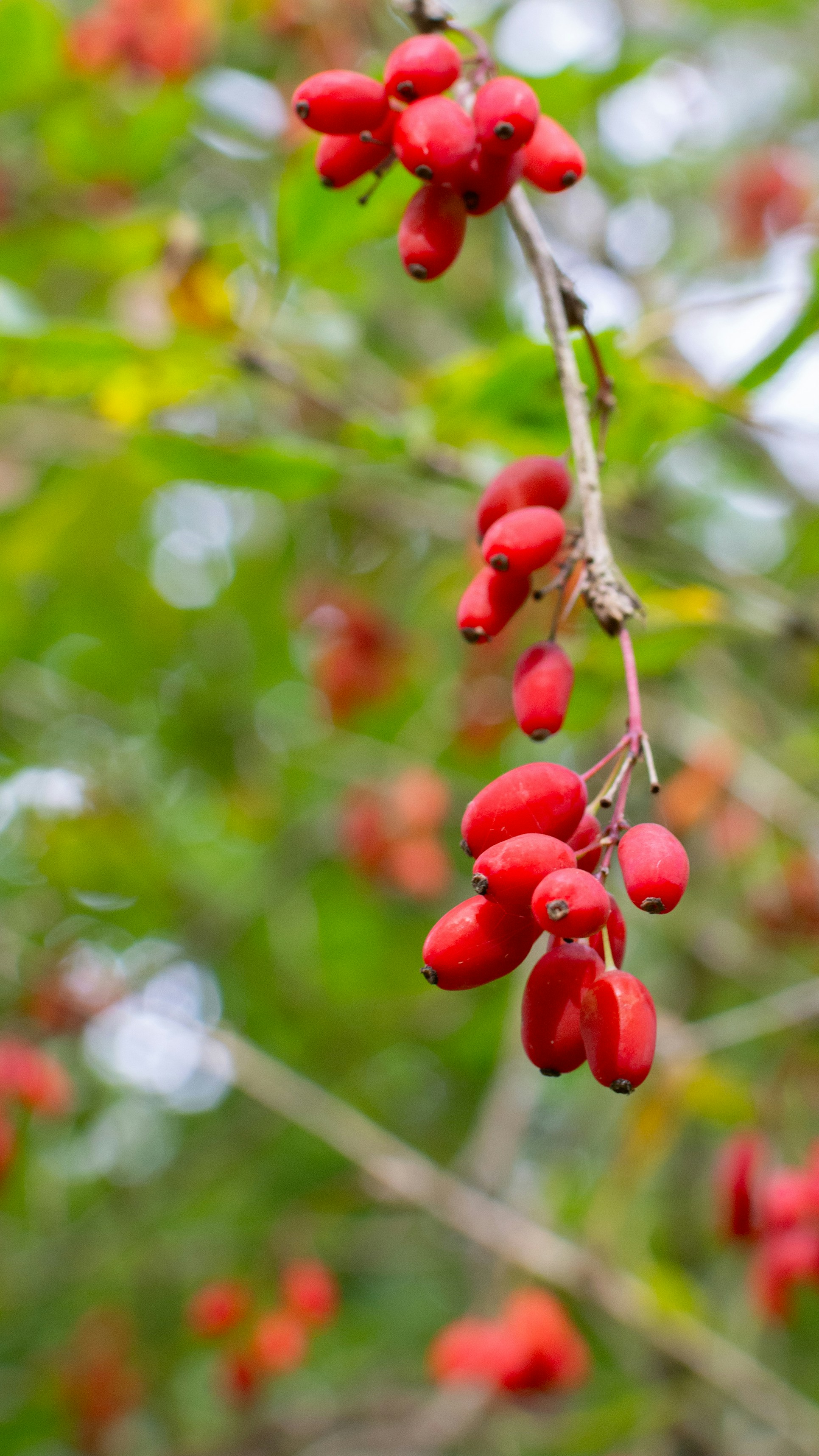 Ripe red barberry berries hanging on branch in autumn garden