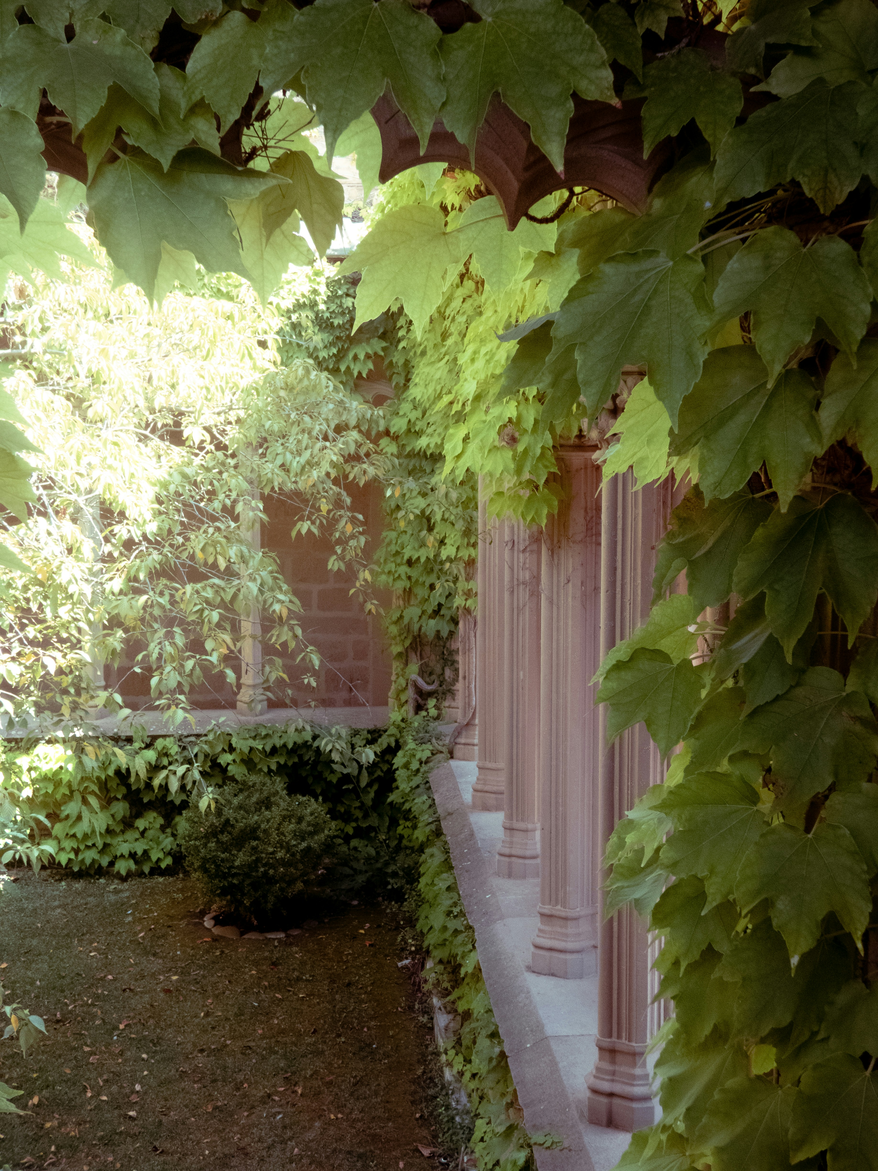 Sunlit Ivy Corridor by the Marble Balustrade