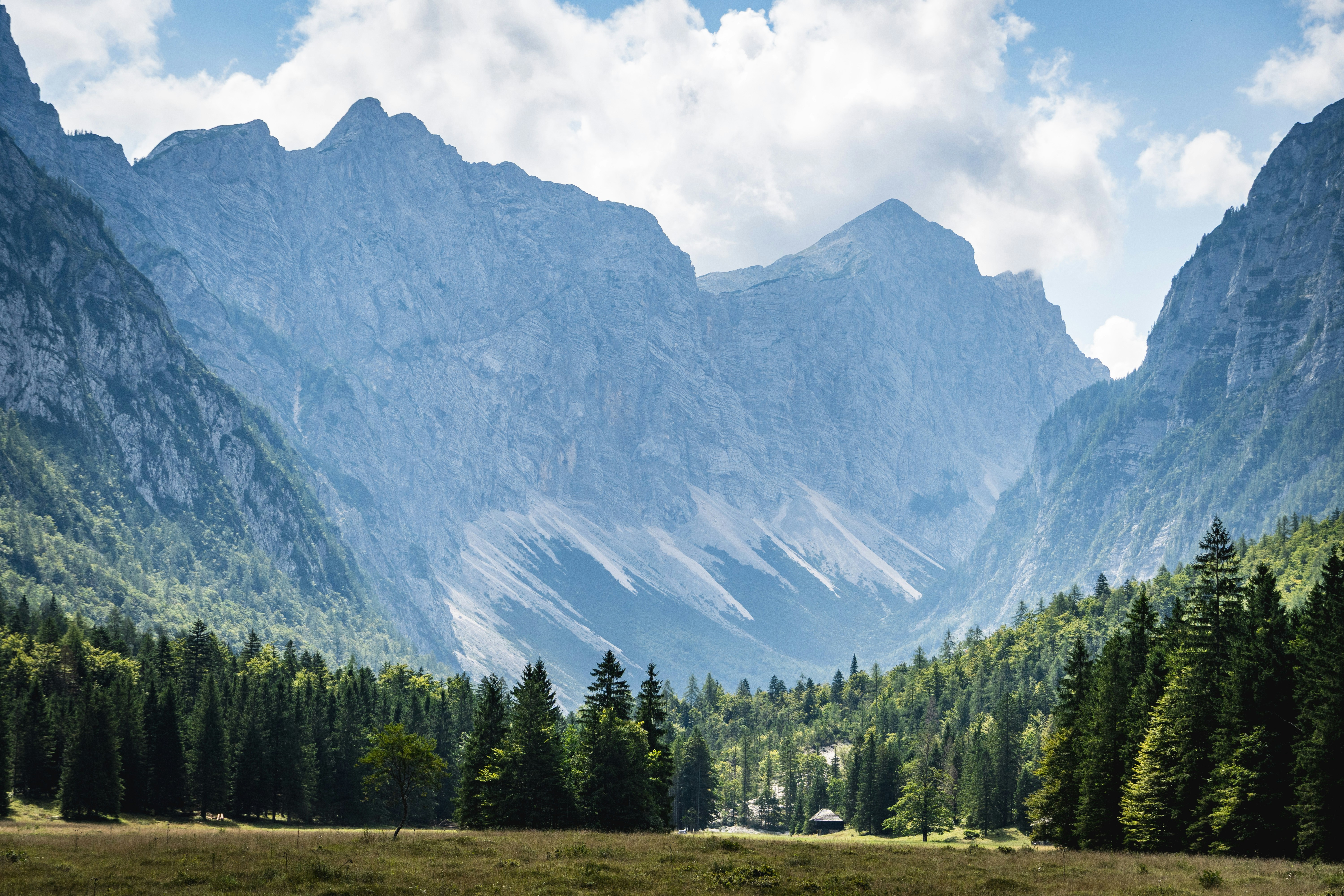 Valley Gate: Sunlit Pines Before a Majestic Alpine Wall
