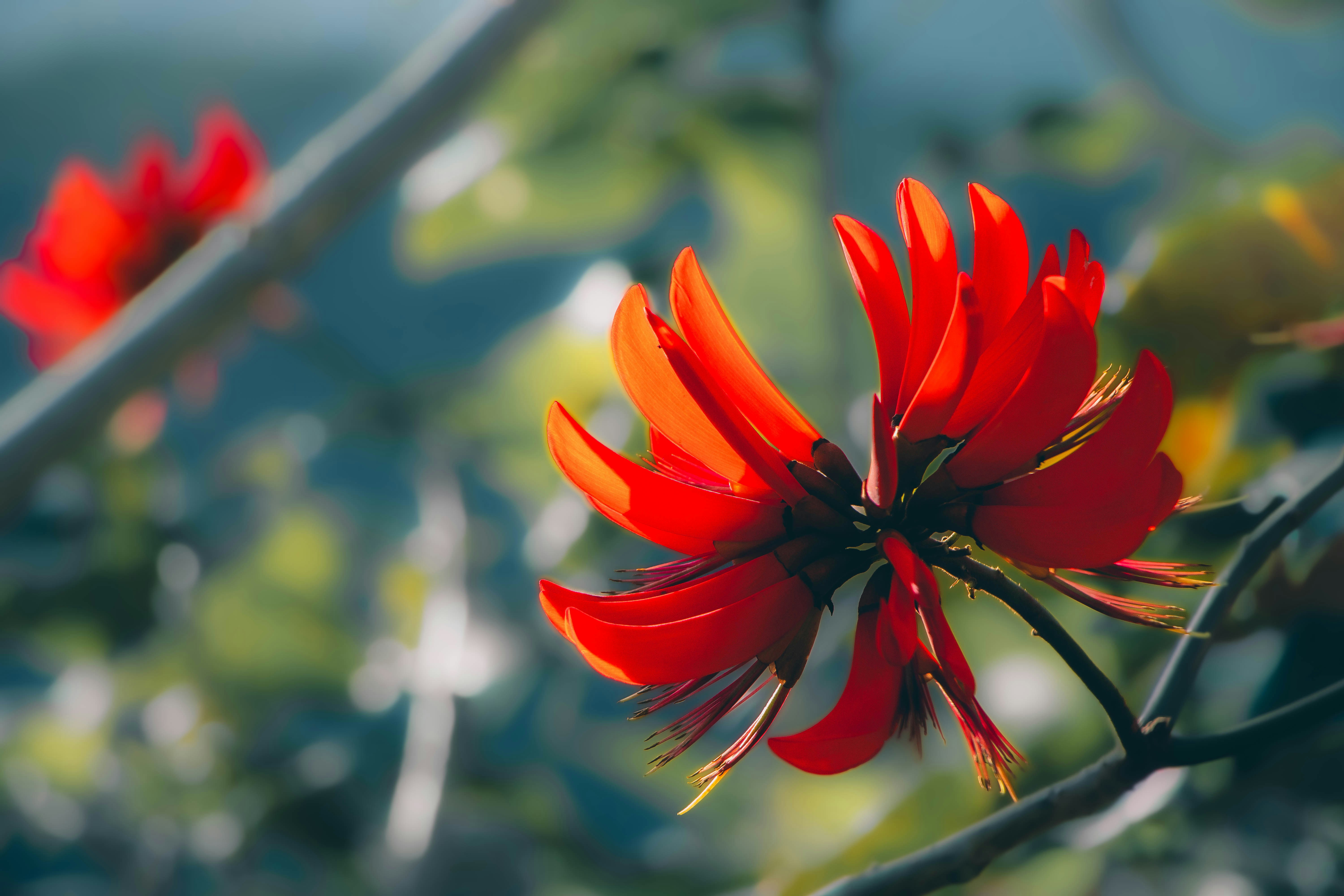 Red Bloom in Focus: A Sunlit Petal Slice