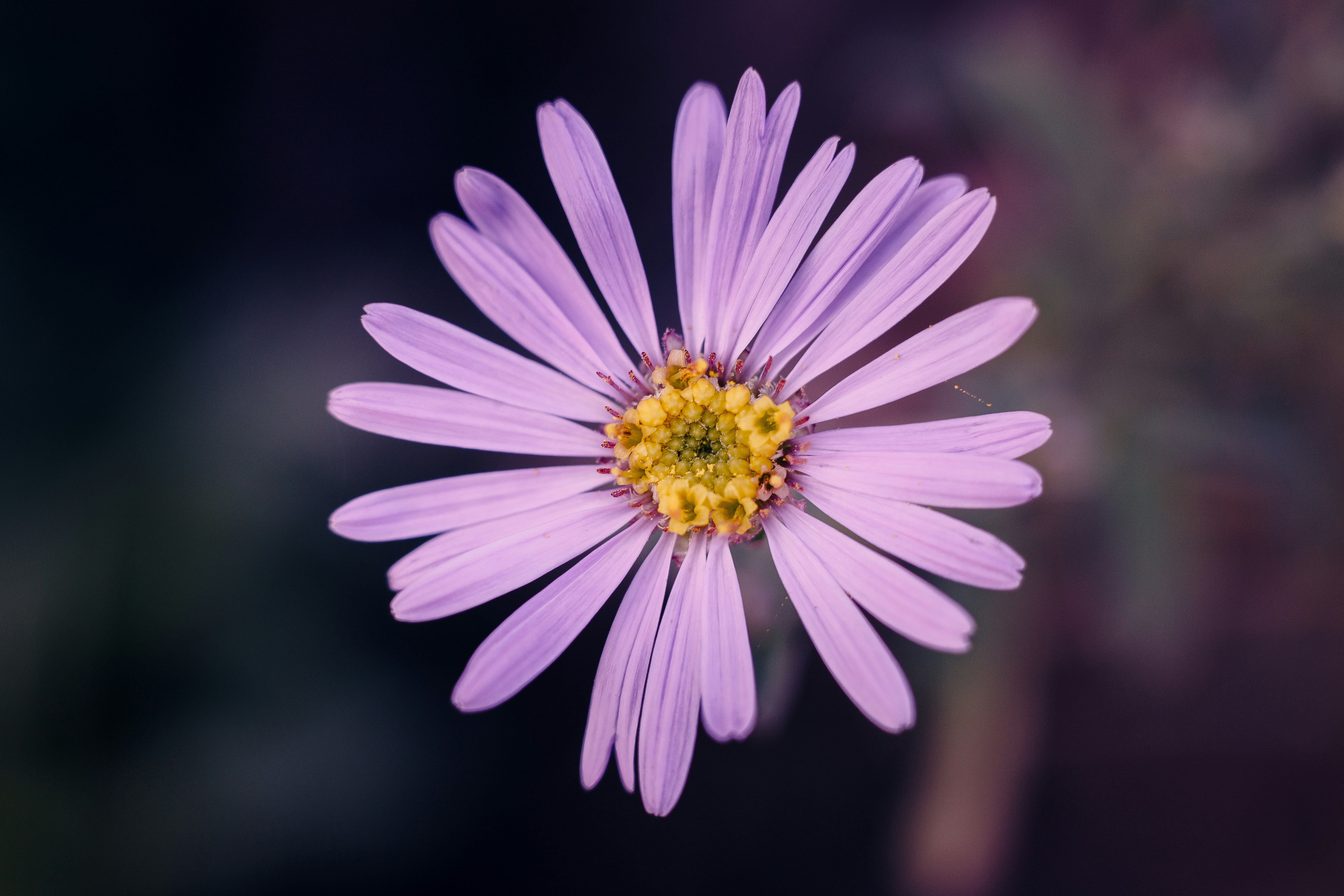 Lavender Daisy in Sharp Focus with Velvet Blur