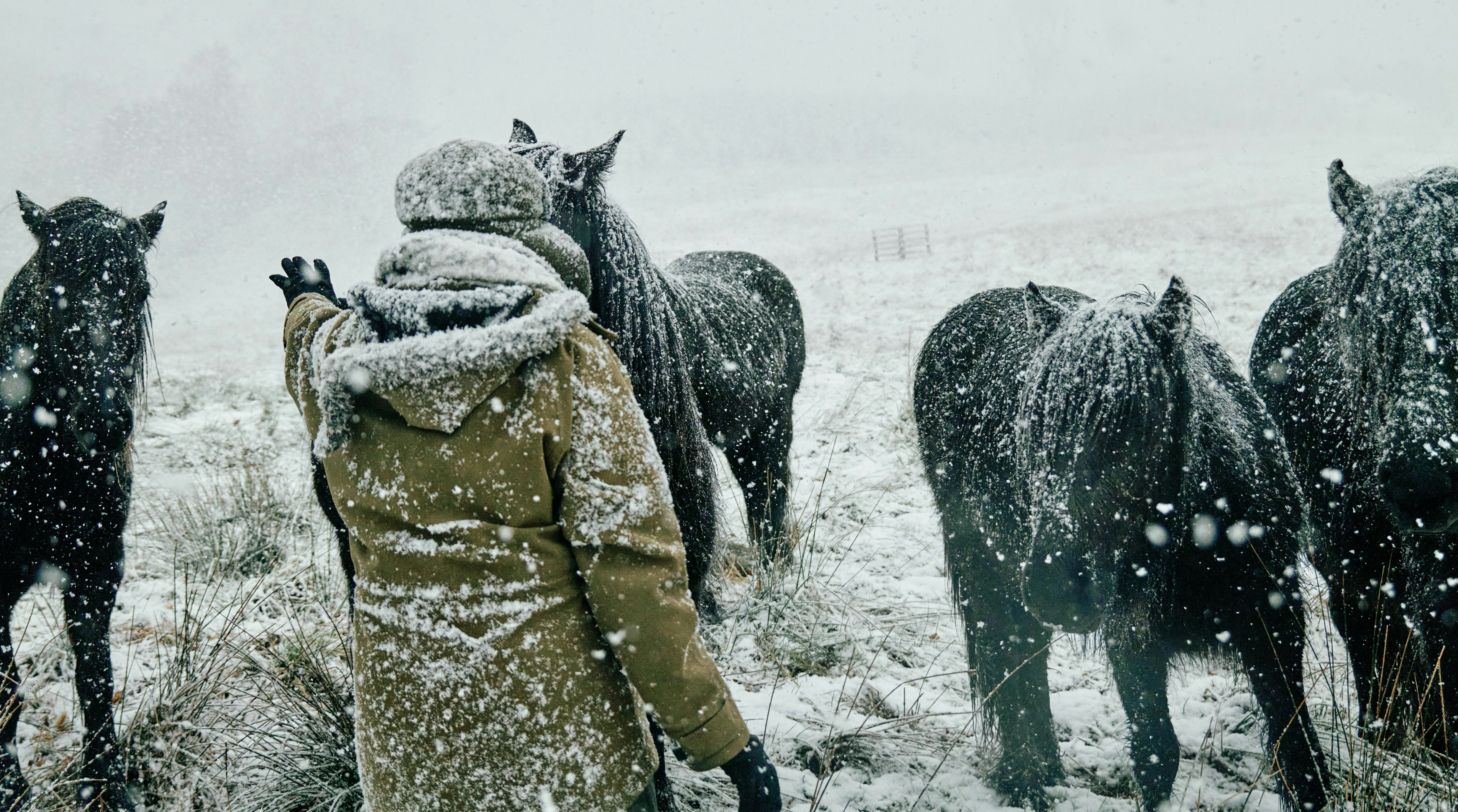 Snowbound Encounter: A Traveler and the Flock