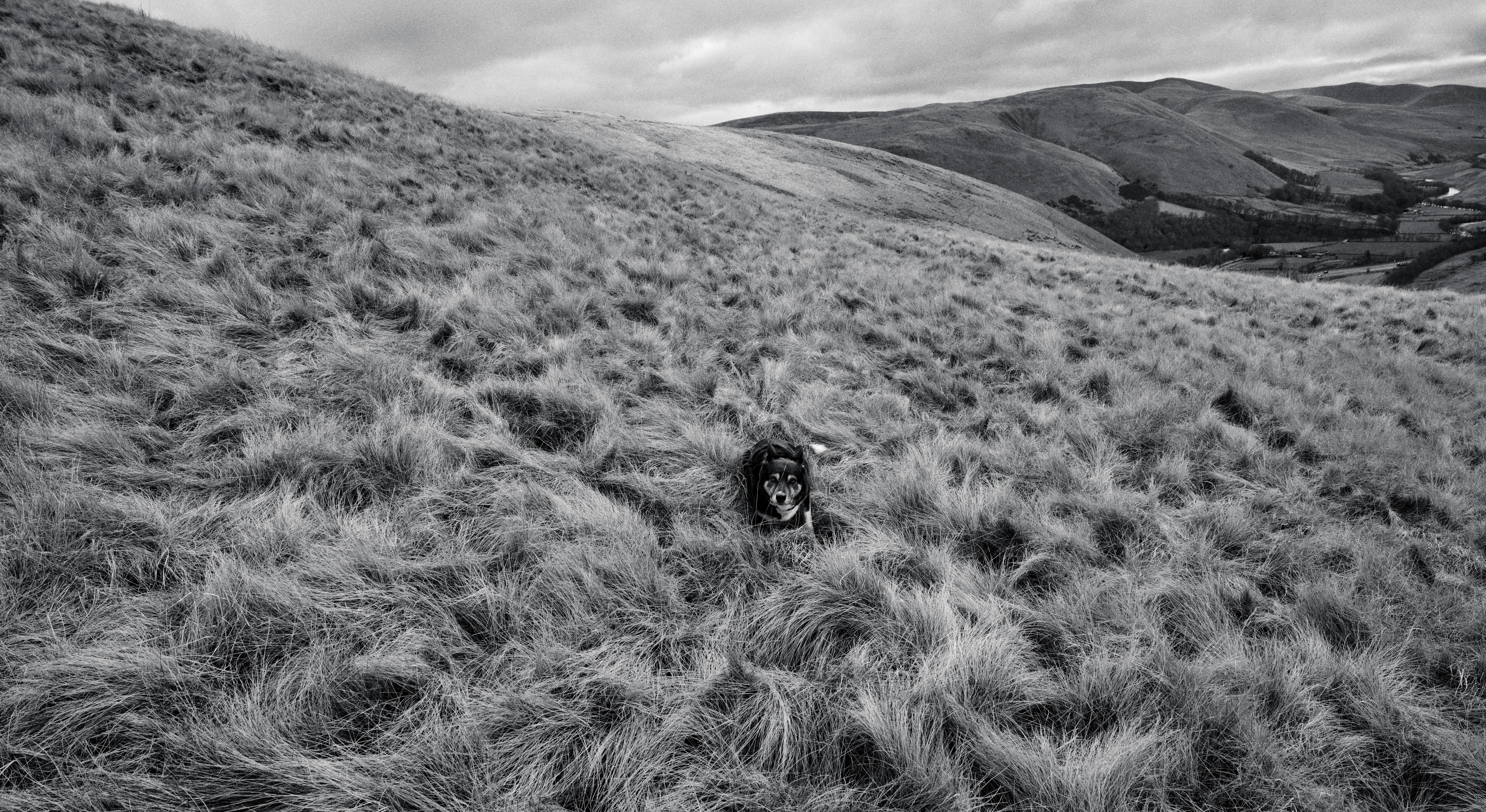 A Lone Figure Emerges from the Grasses on a Rolling Moor