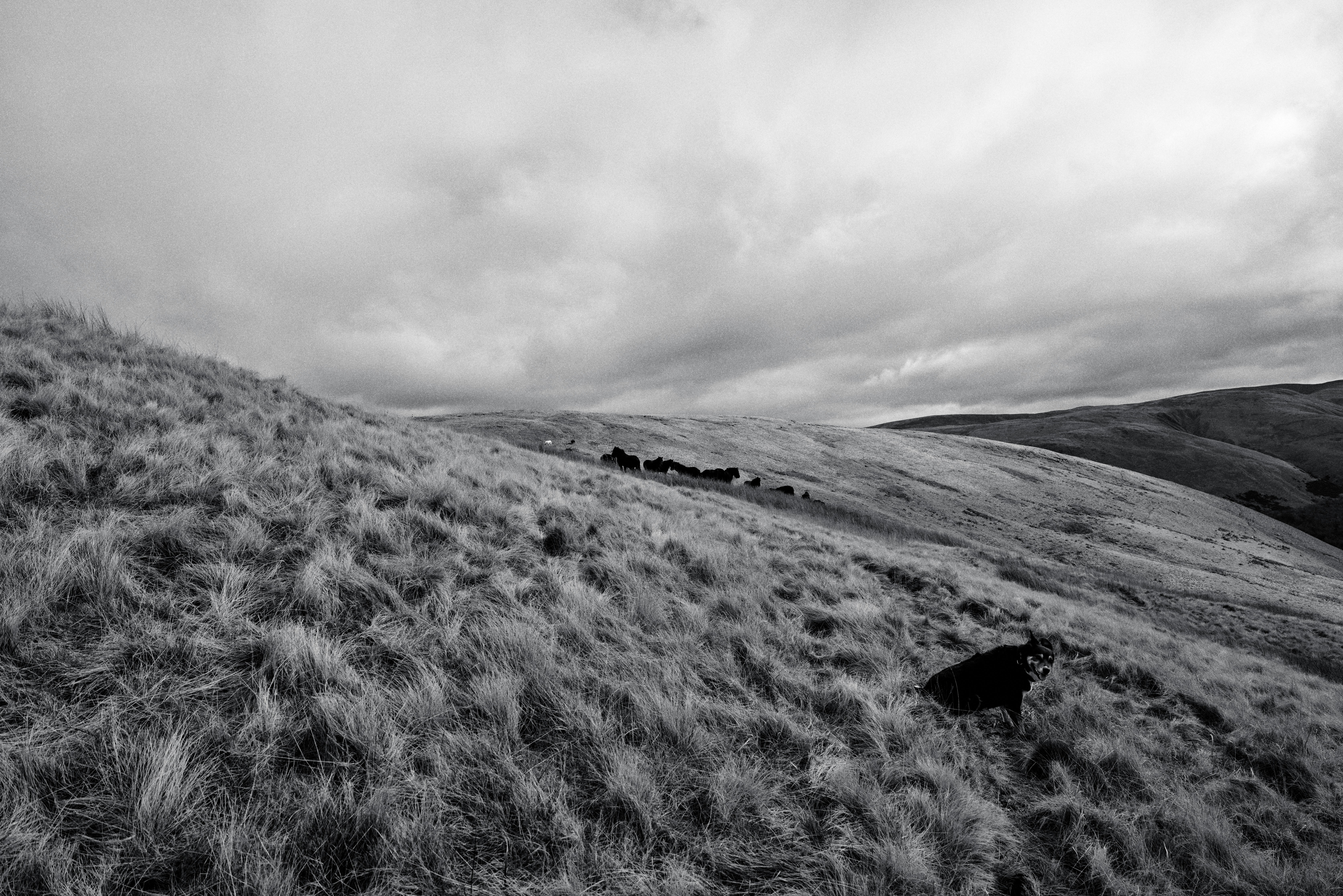 Grazing Hillscape in Monochrome