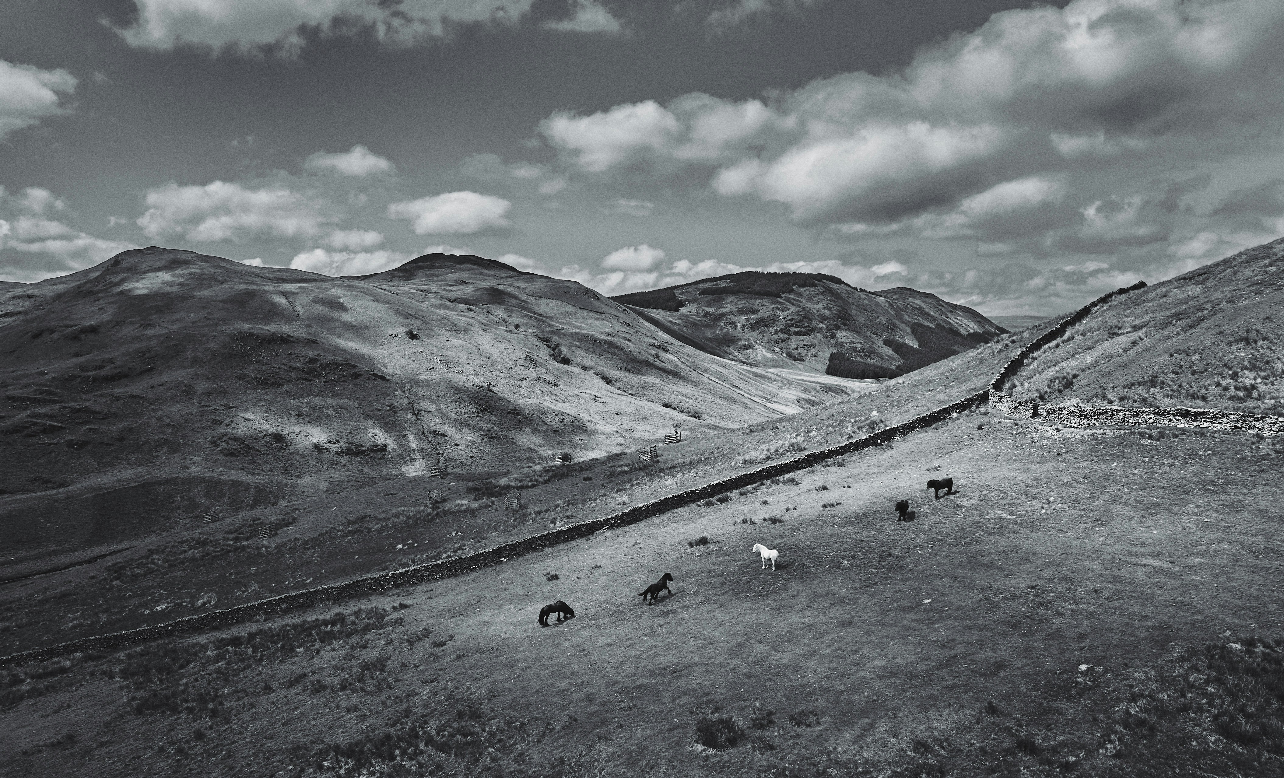 Horizon Ridge: A Flock of Sheep on Wind-Swept Hills
