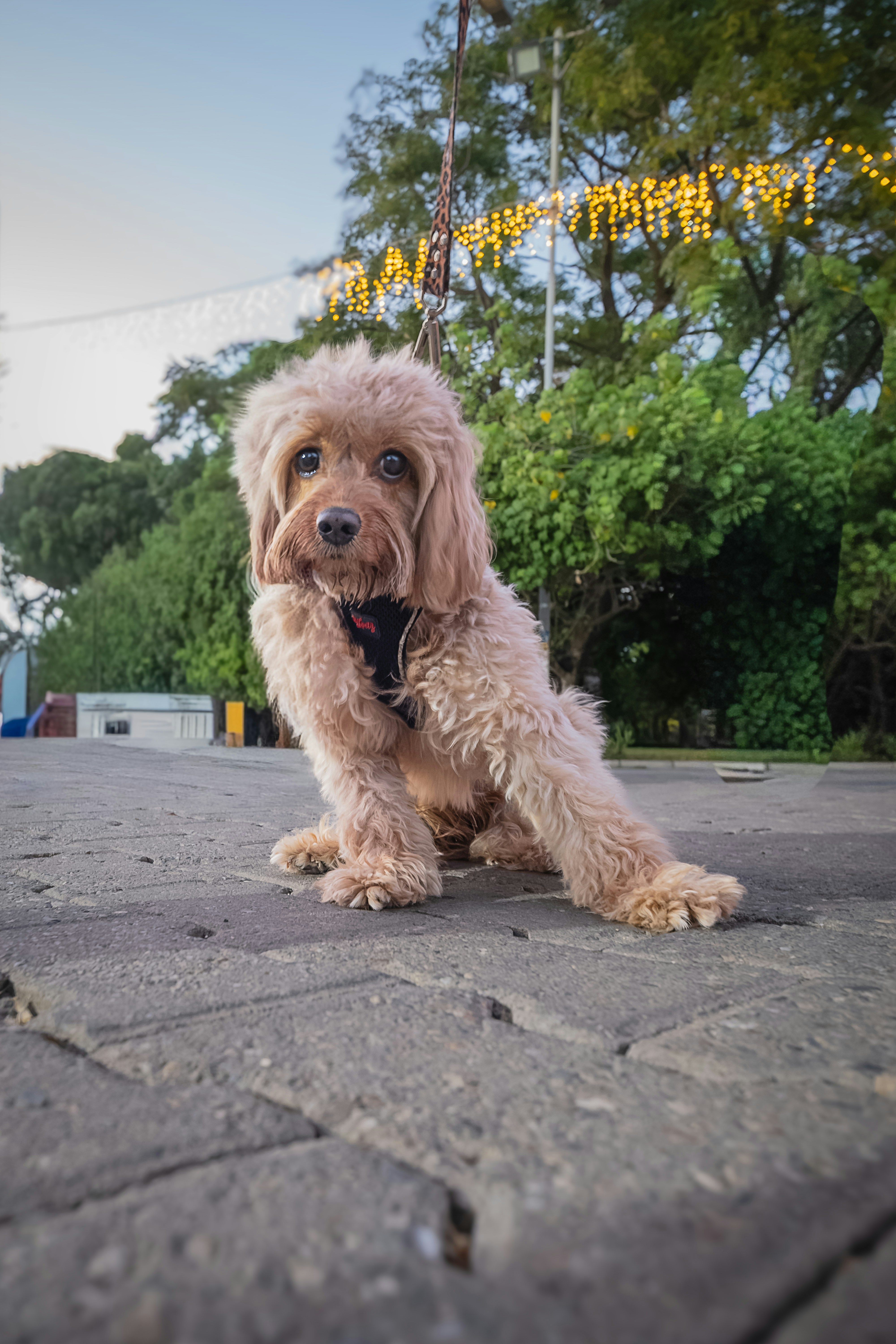Curious Pup on a Quiet Pavement Night Walk
