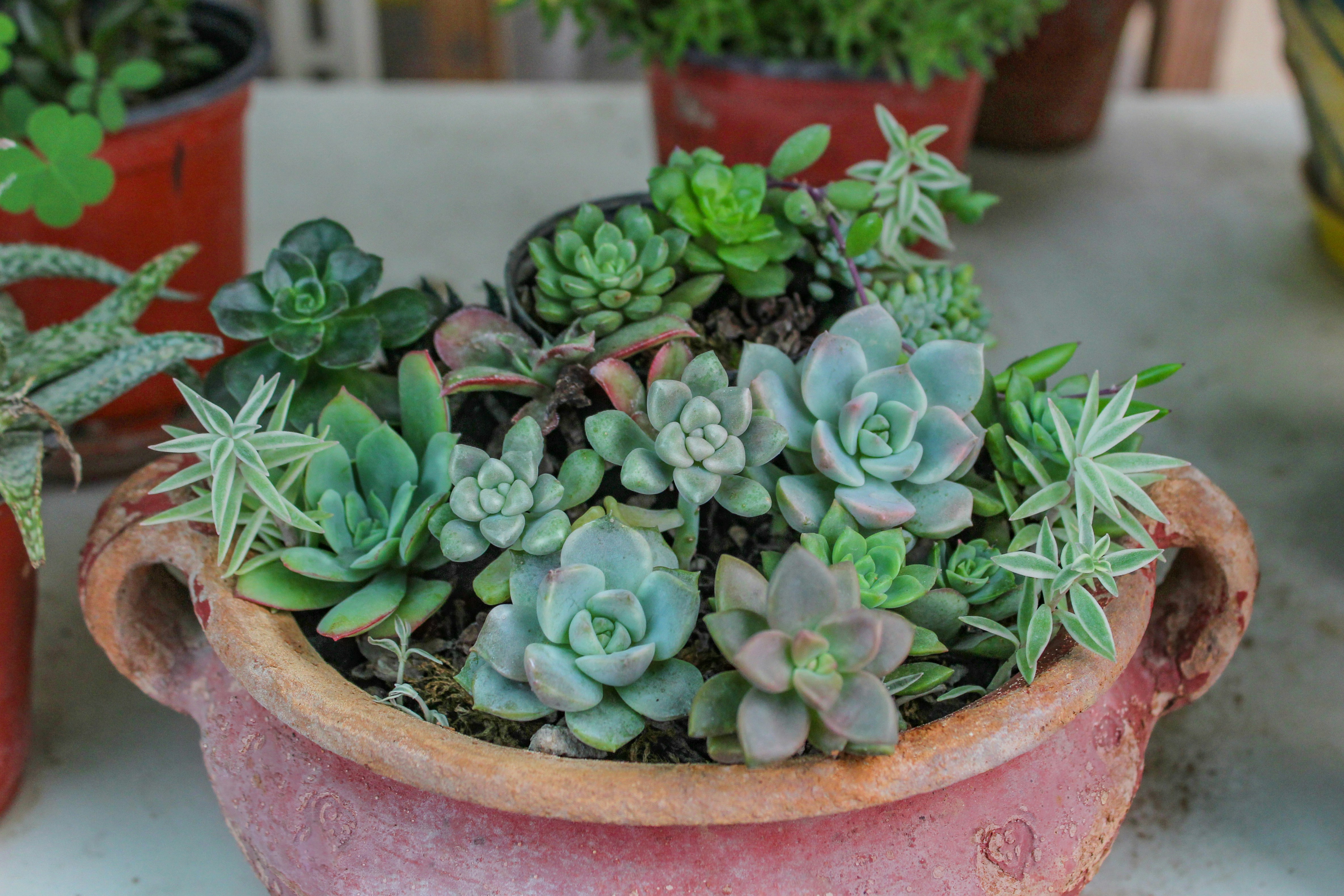 Succulent Ensemble in a Terracotta Vessel: Calm Greens Spill Across a Patio