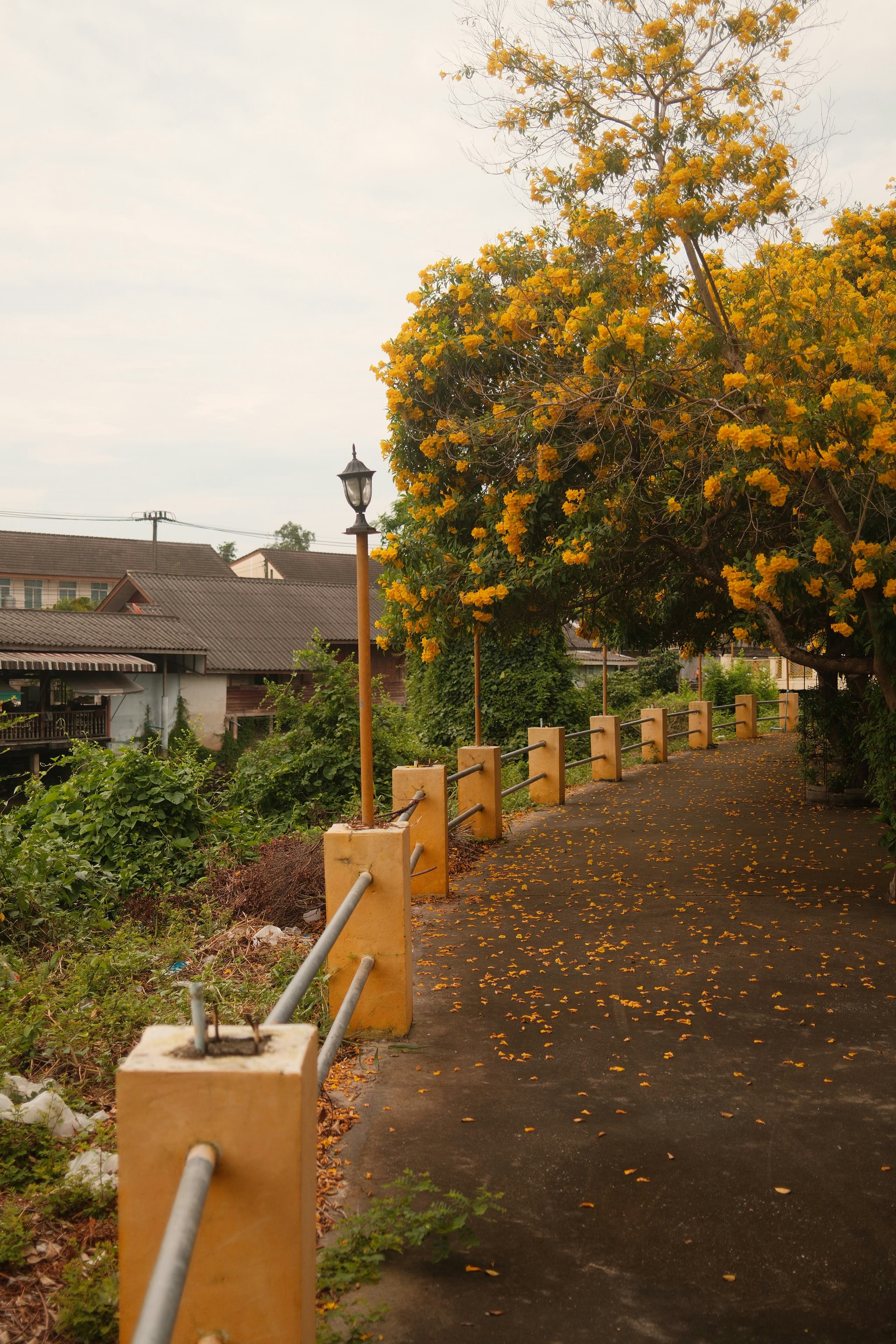 Autumn Pathway Under a Golden-Flowered Canopy