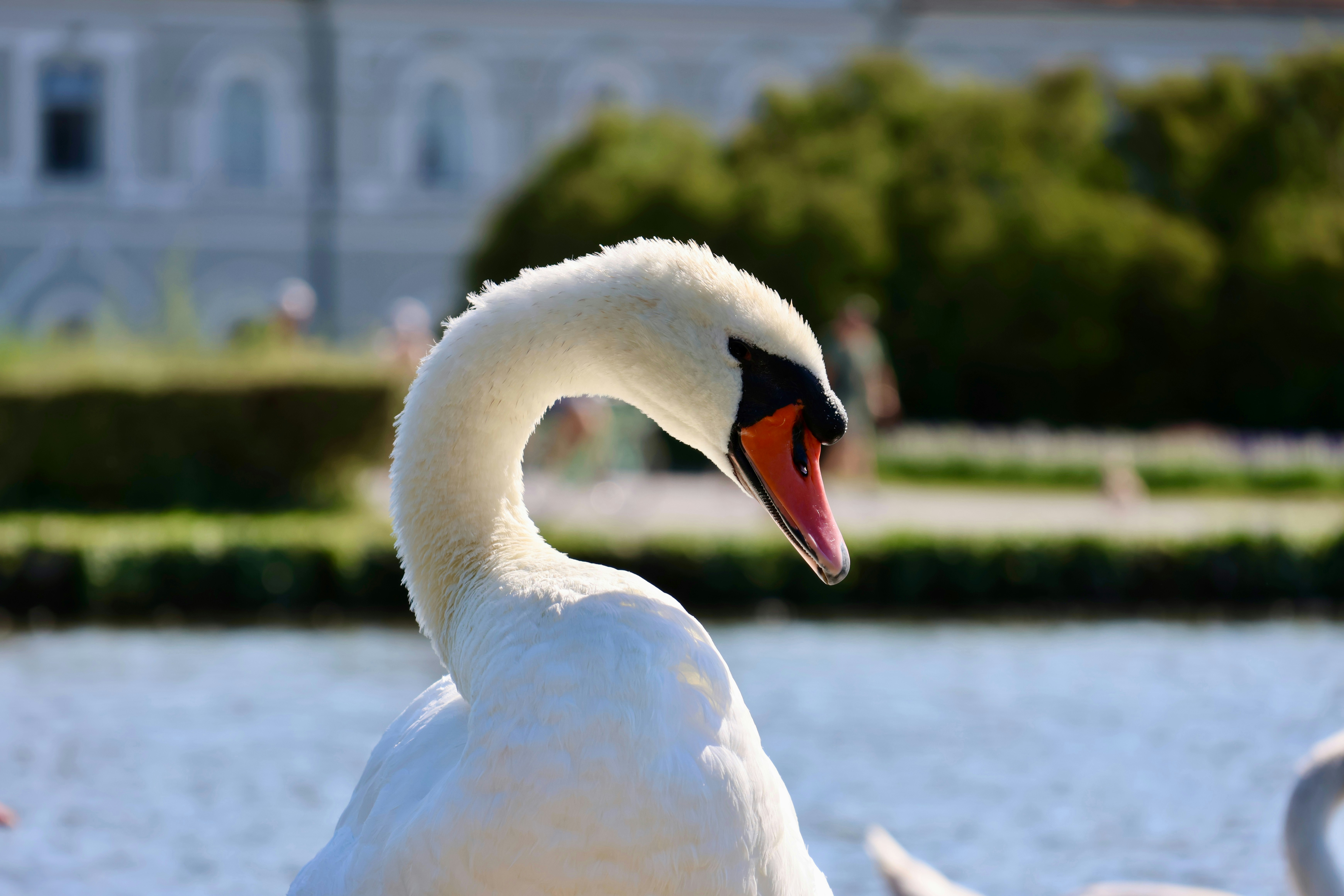 Graceful Swan in a Sunlit Garden Lagoon