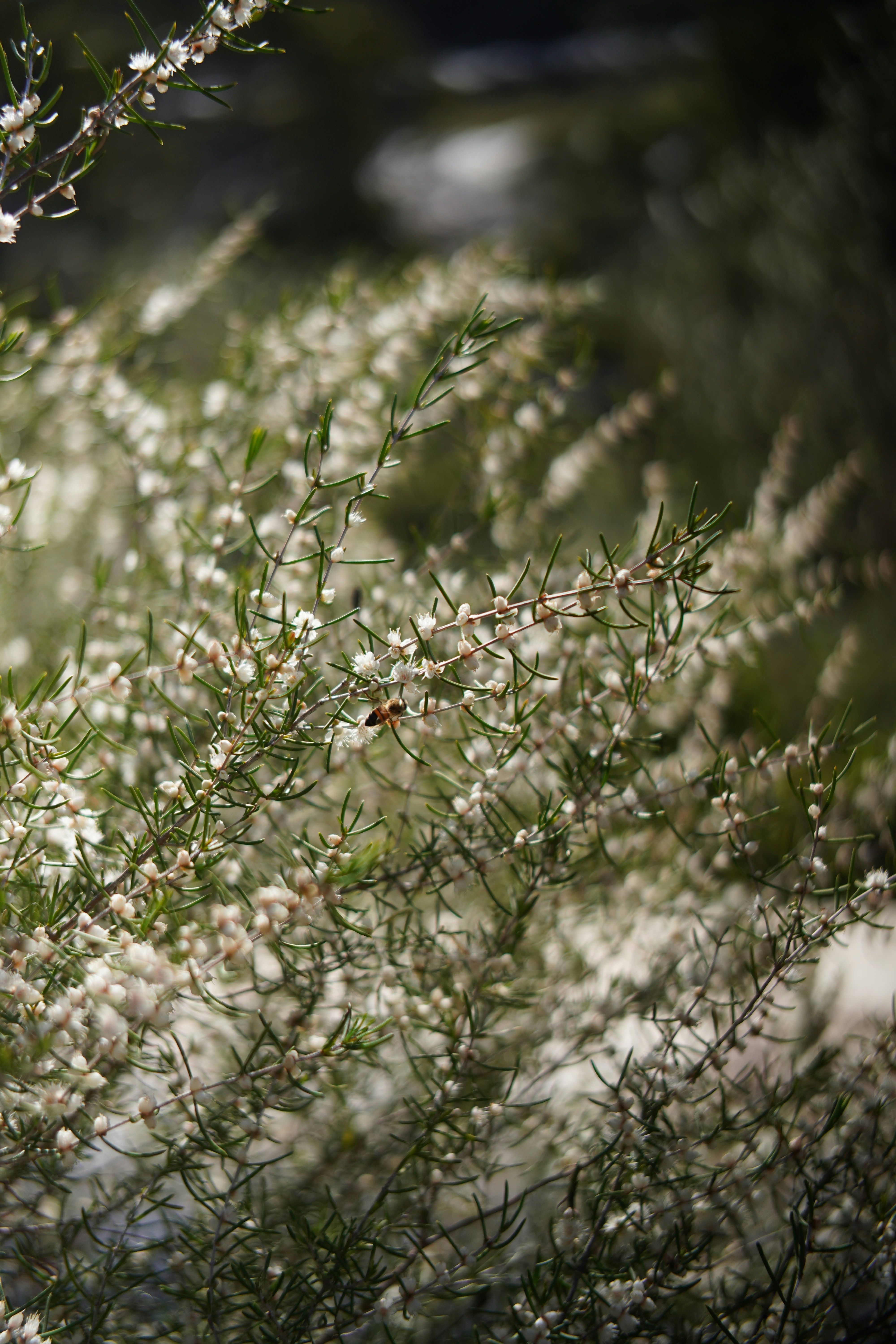 Whispers of White on Thorny Temples