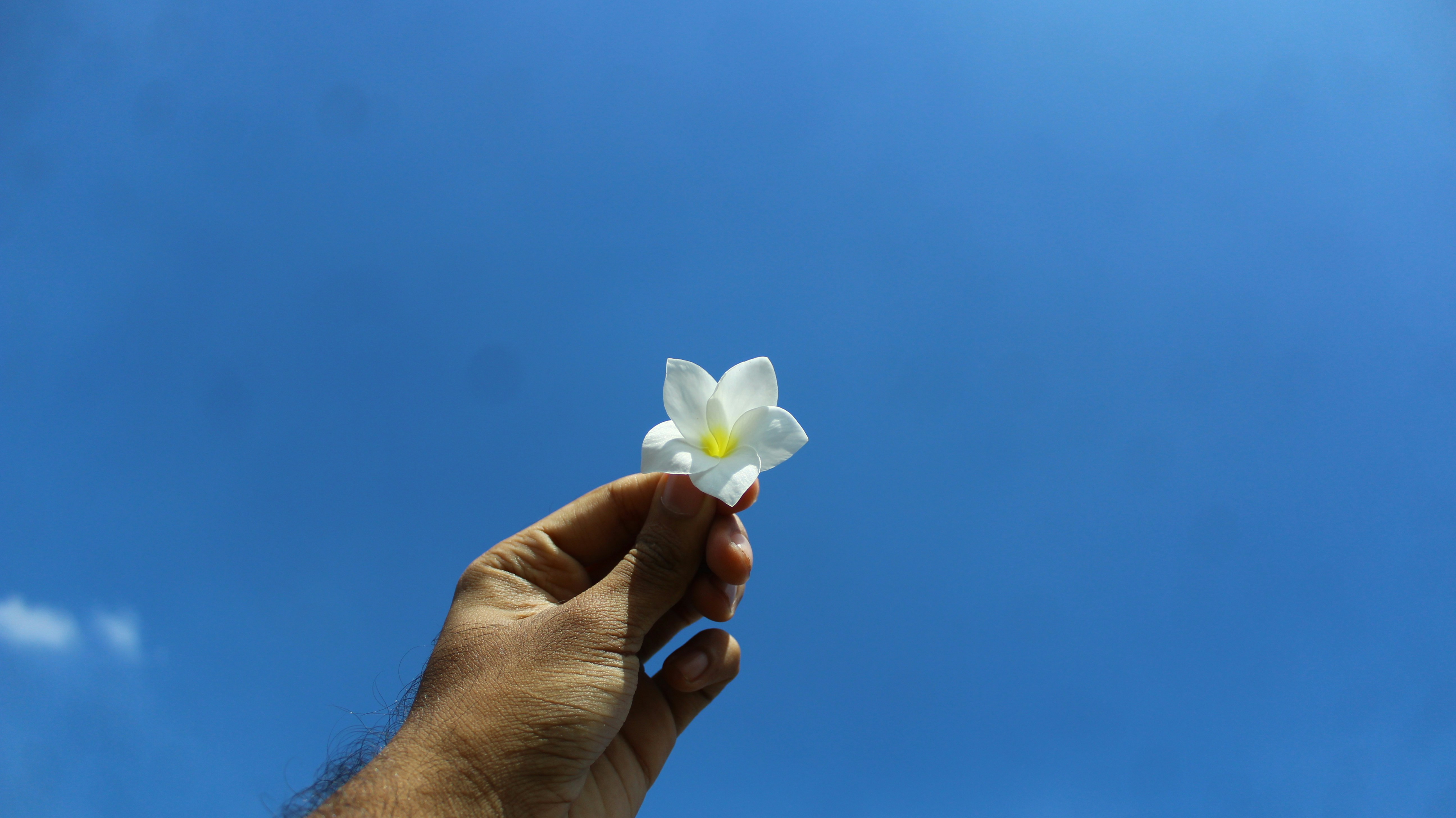 White blossom against a boundless blue