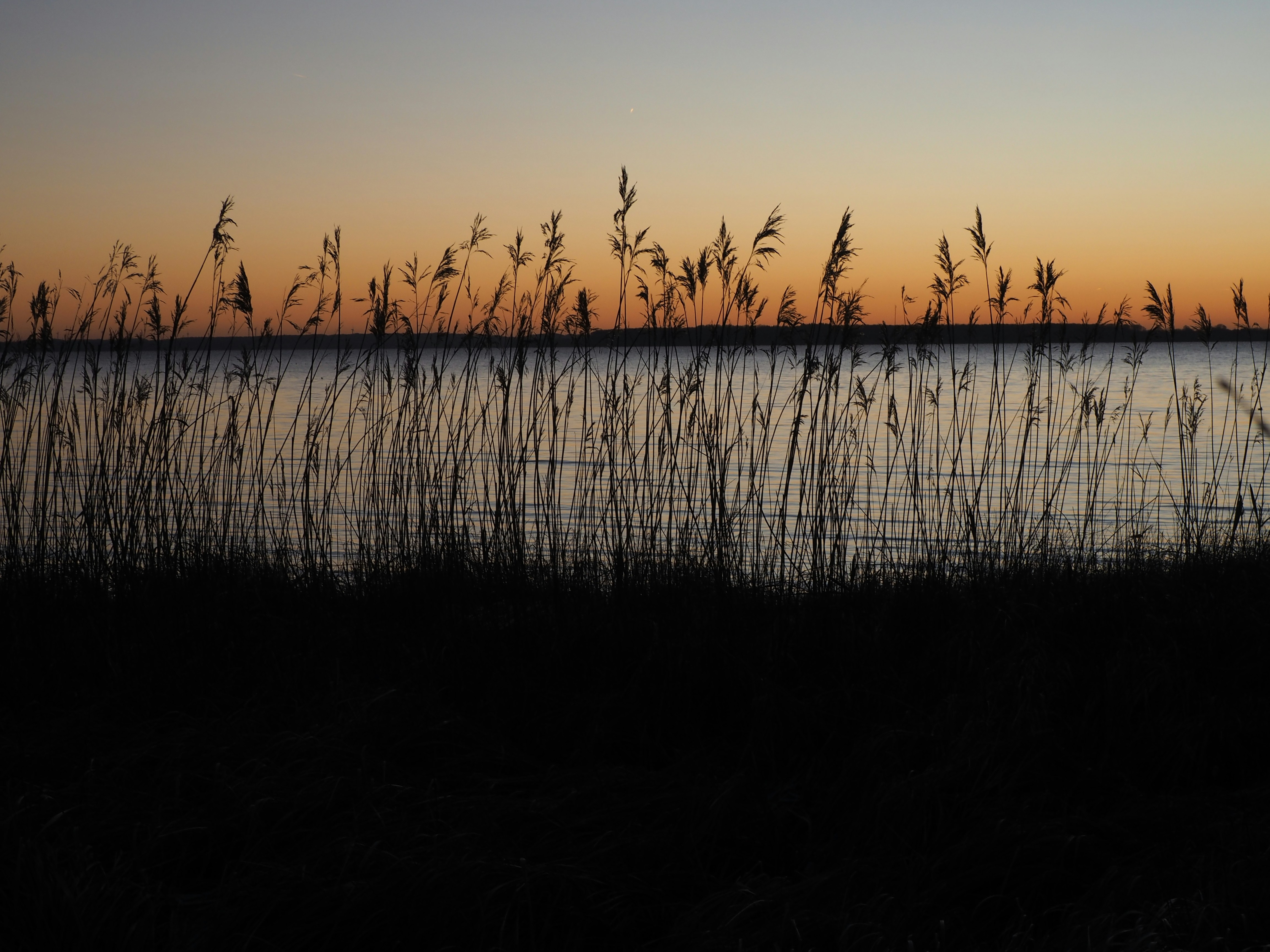 Sunset over a calm water body with tall reed silhouettes in the foreground; a quiet shoreline scene emphasizing silhouettes and smooth gradient sky.