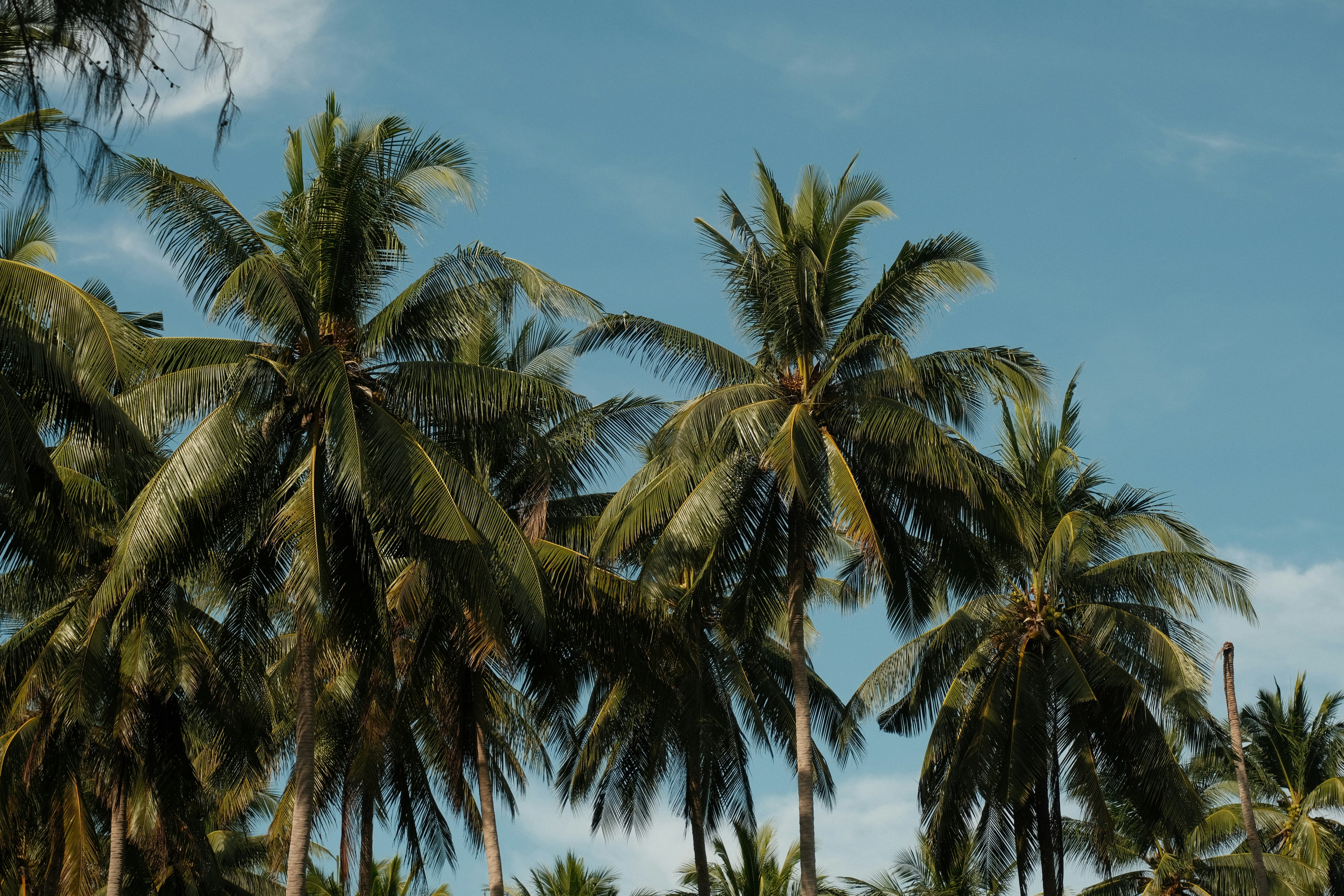 Crown of Palms Against a Clear Tropical Sky