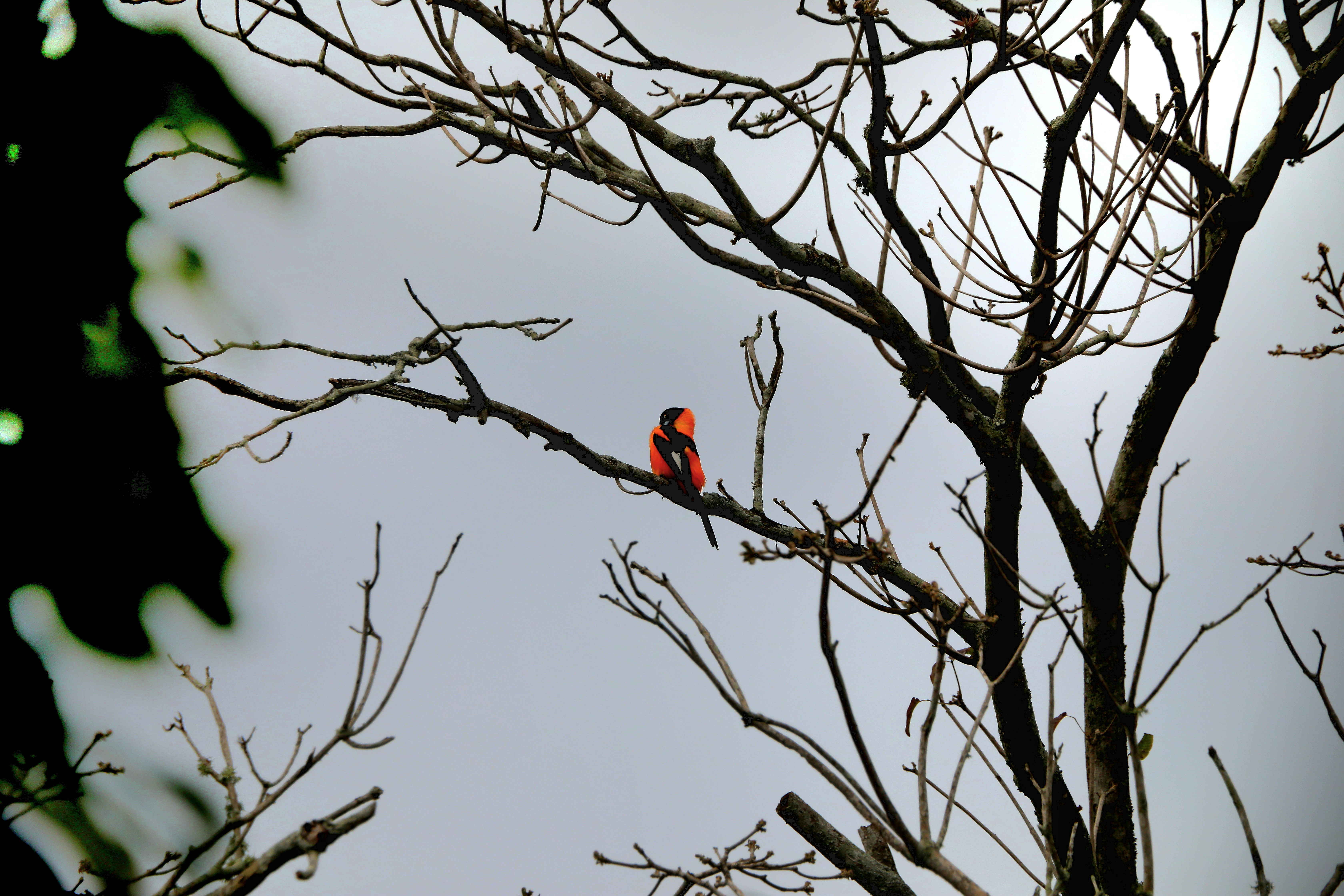 A small red bird perched on a bare branch set against a pale sky, framed by stark tree limbs. A minimal natural scene highlighting a single colorful focal point.